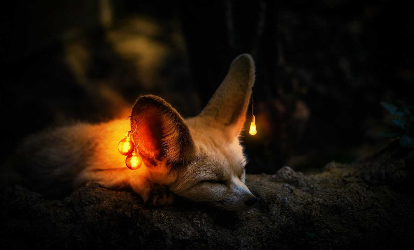 Fox Wallpapers (100 images) - WallpaperCat