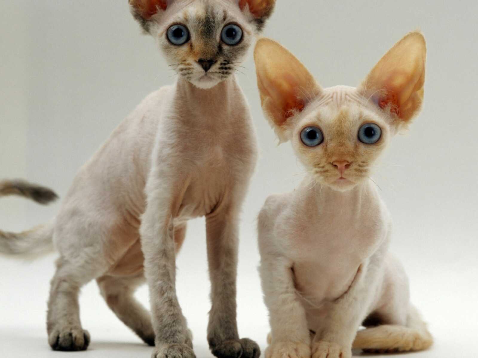 Devon Rex Wallpapers (10 images) - WallpaperCat