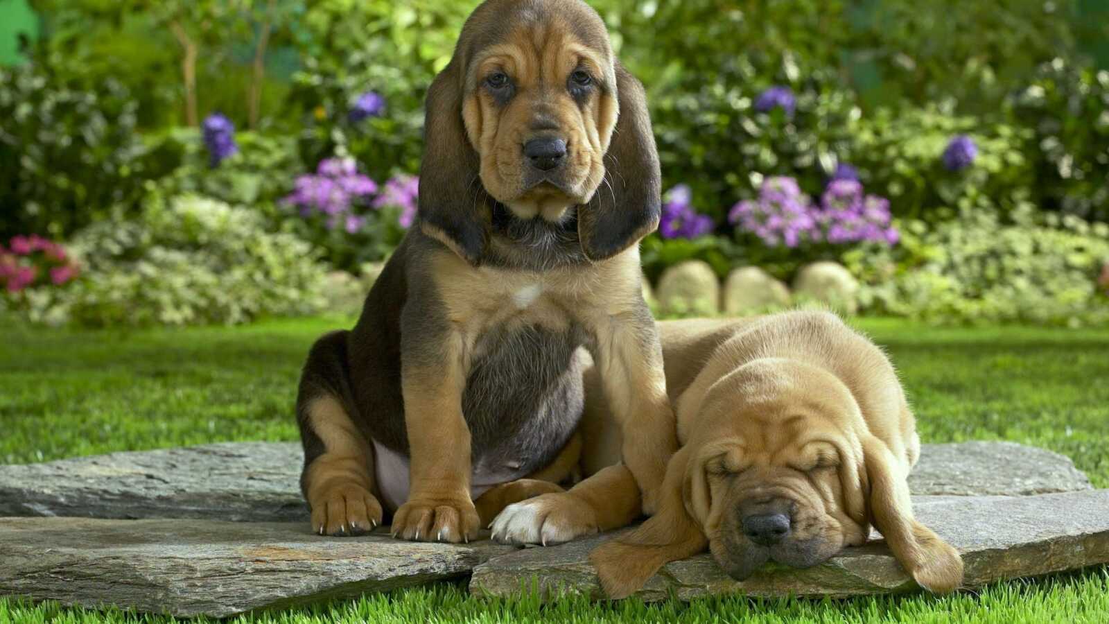 Bloodhound Wallpapers (14 images) - WallpaperCat