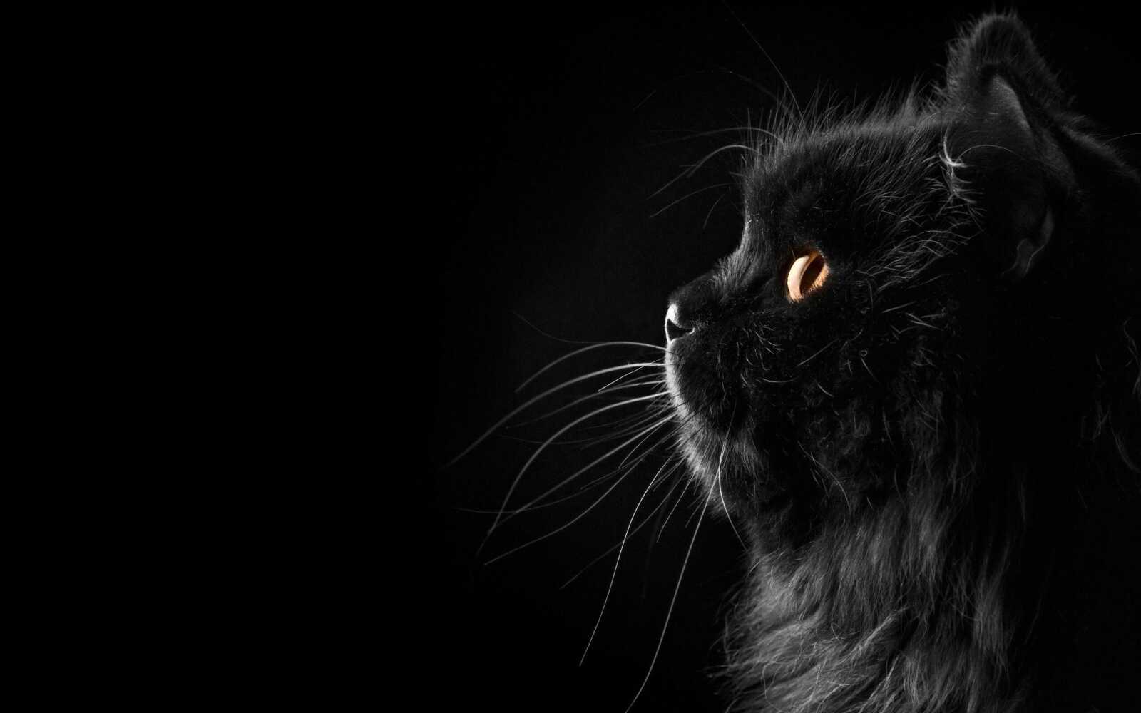 Cat Wallpapers (148 images) - WallpaperCat