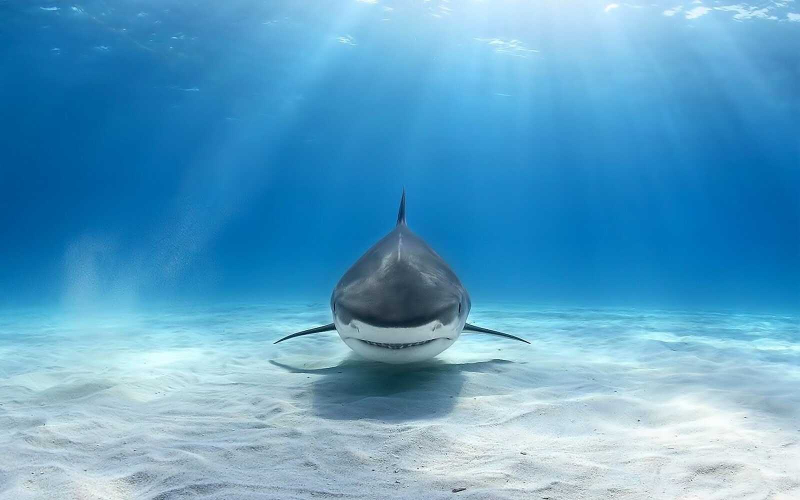 Shark Wallpapers (31 images) - WallpaperCat