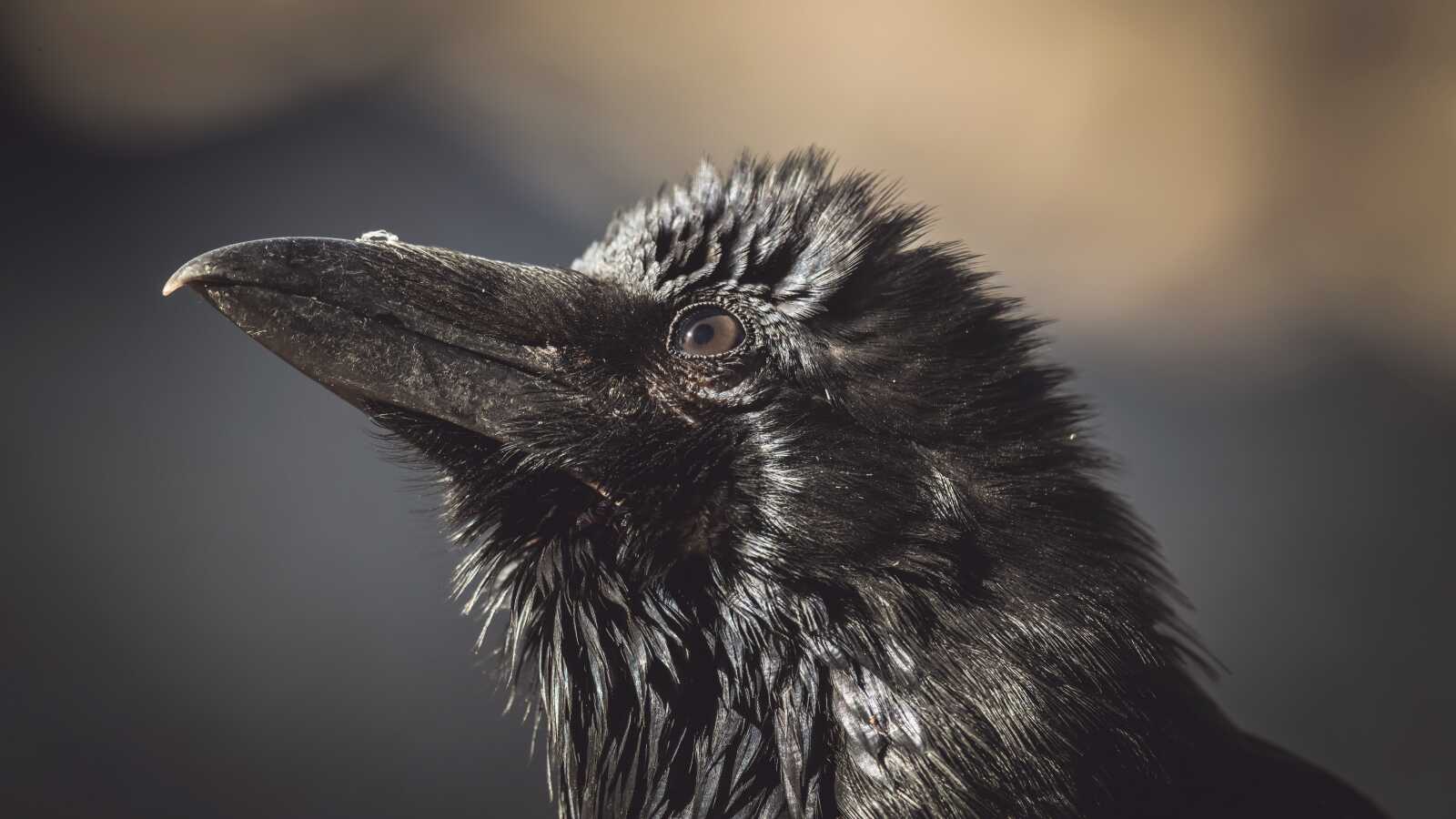 Crow Wallpapers (39 images) - WallpaperCat