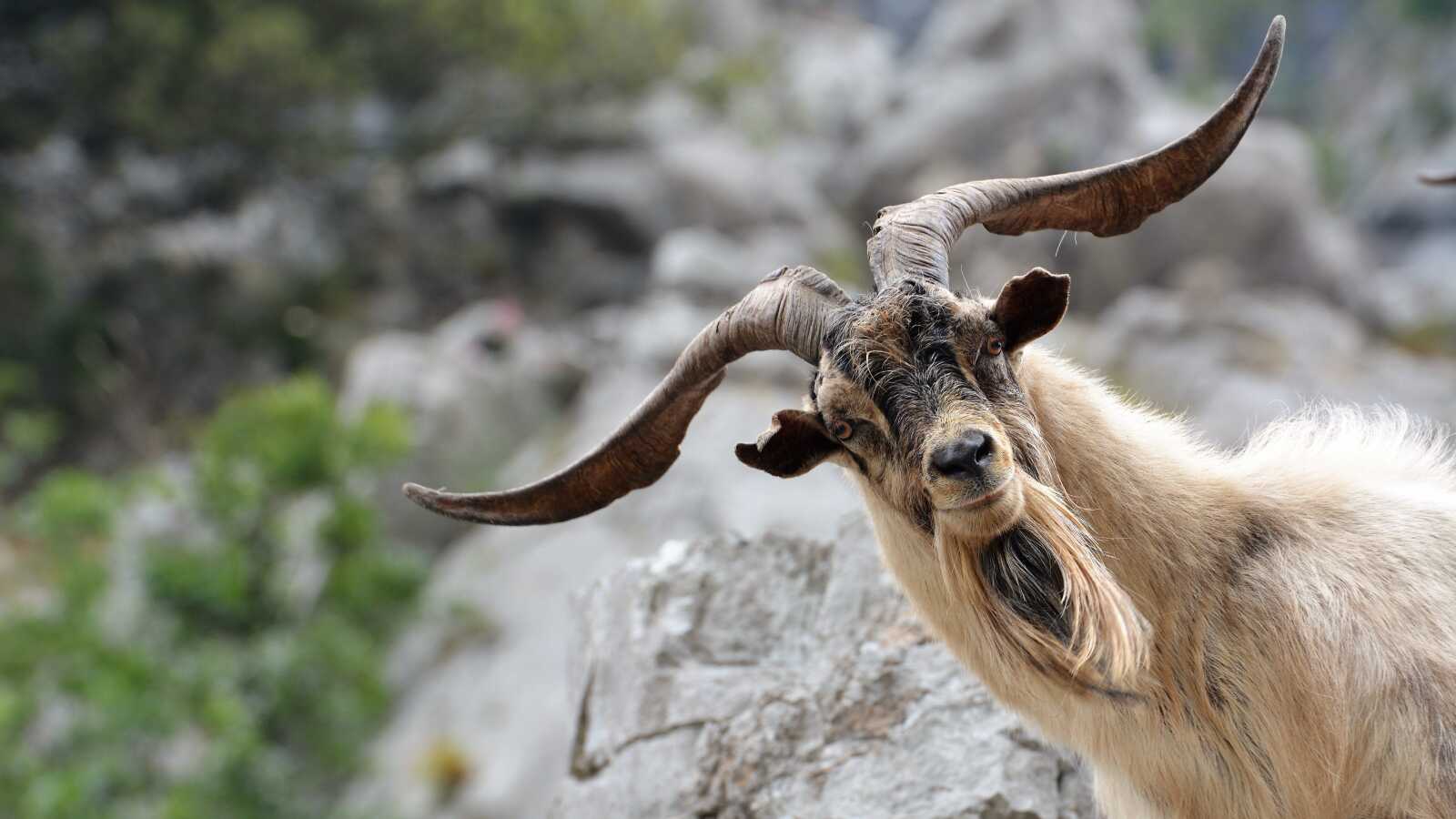 Goat Wallpapers (47 images) - WallpaperCat