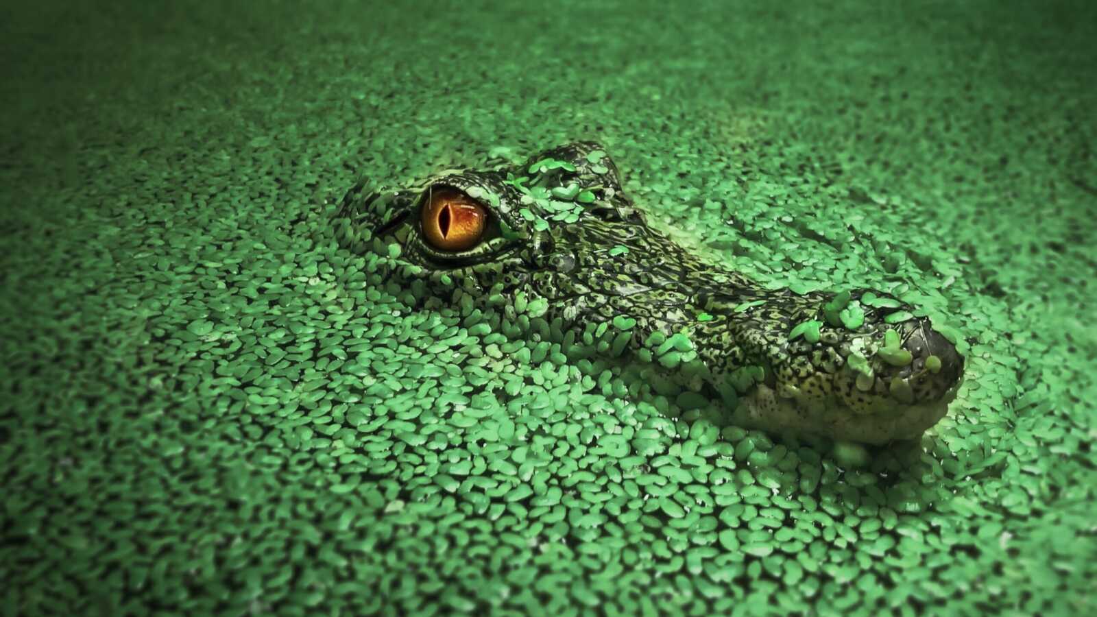 Crocodile Wallpapers (44 images) - WallpaperCat