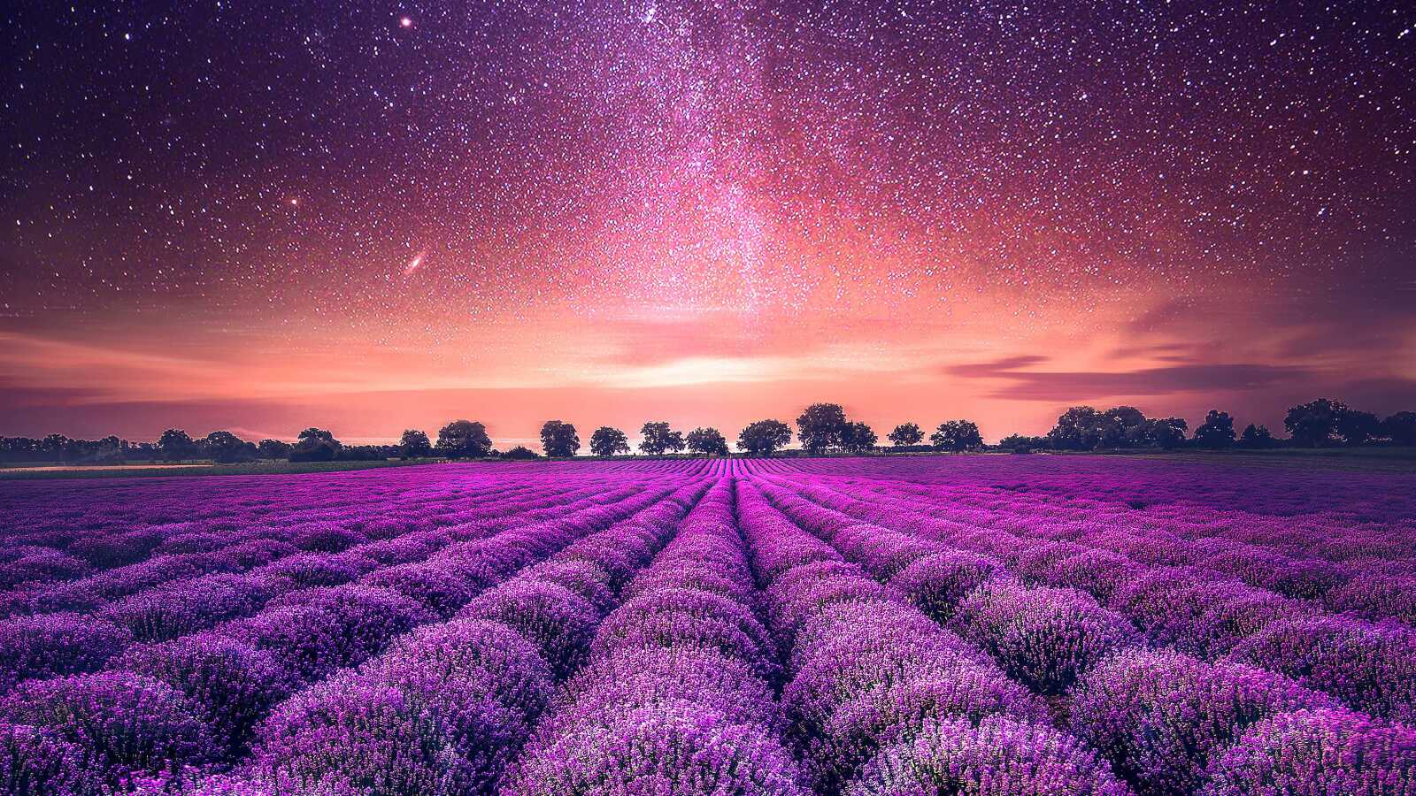 Lavender Wallpapers (97 images) - WallpaperCat