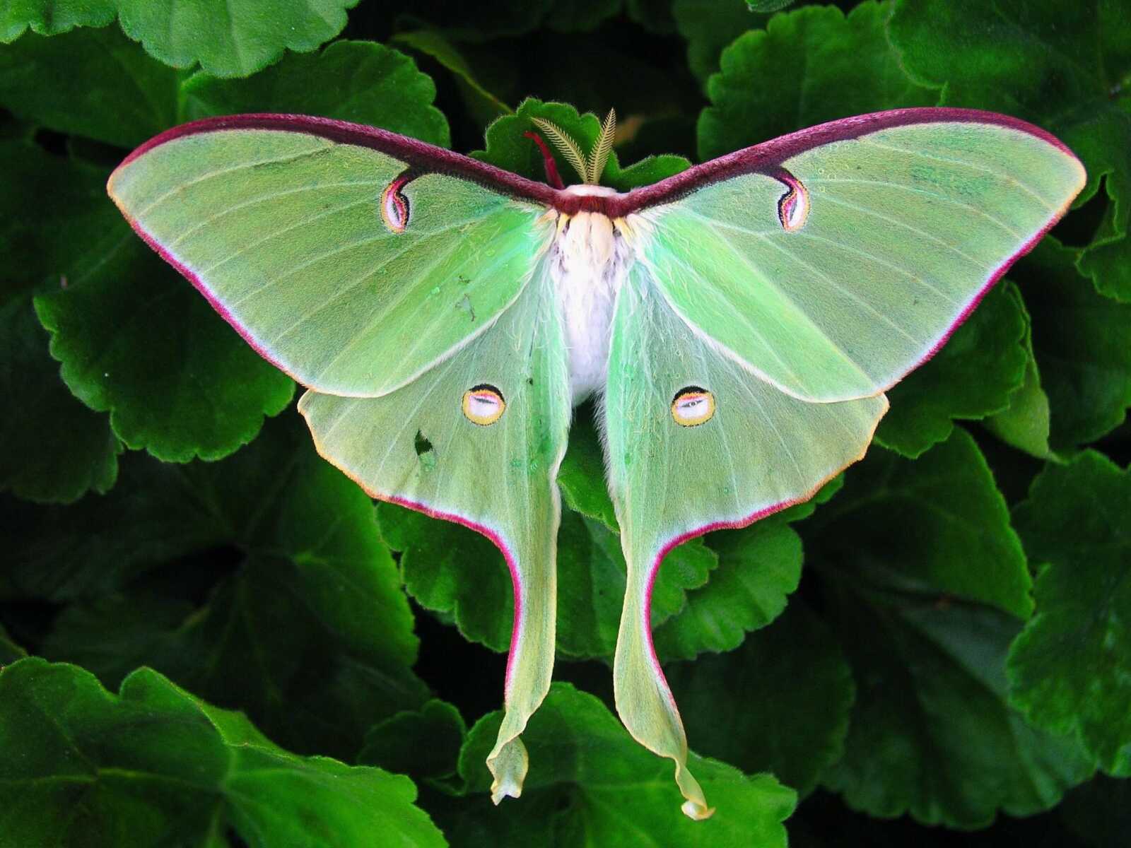 Moth Wallpapers (38 images) - WallpaperCat