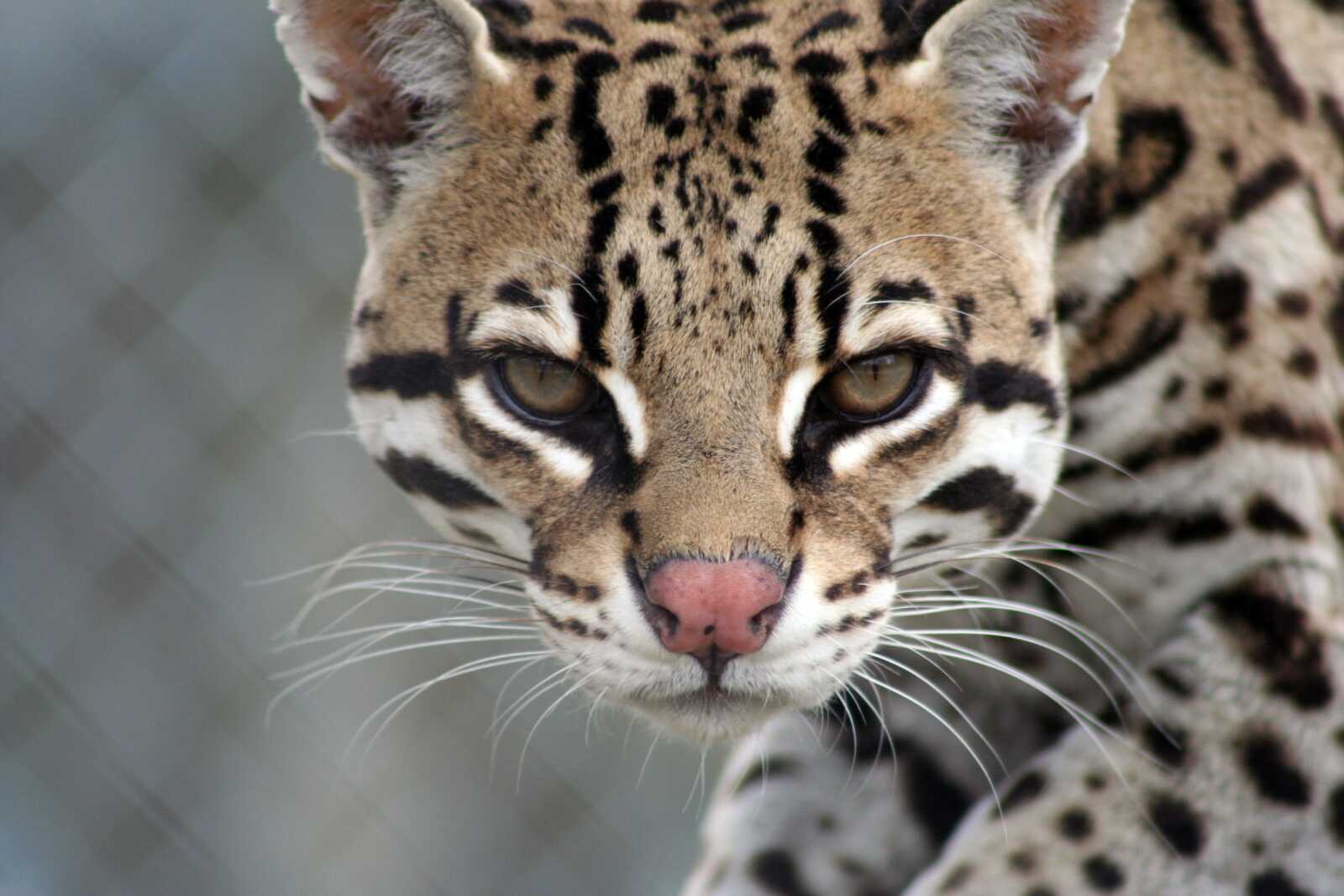 Ocelot Wallpapers (55 images) - WallpaperCat