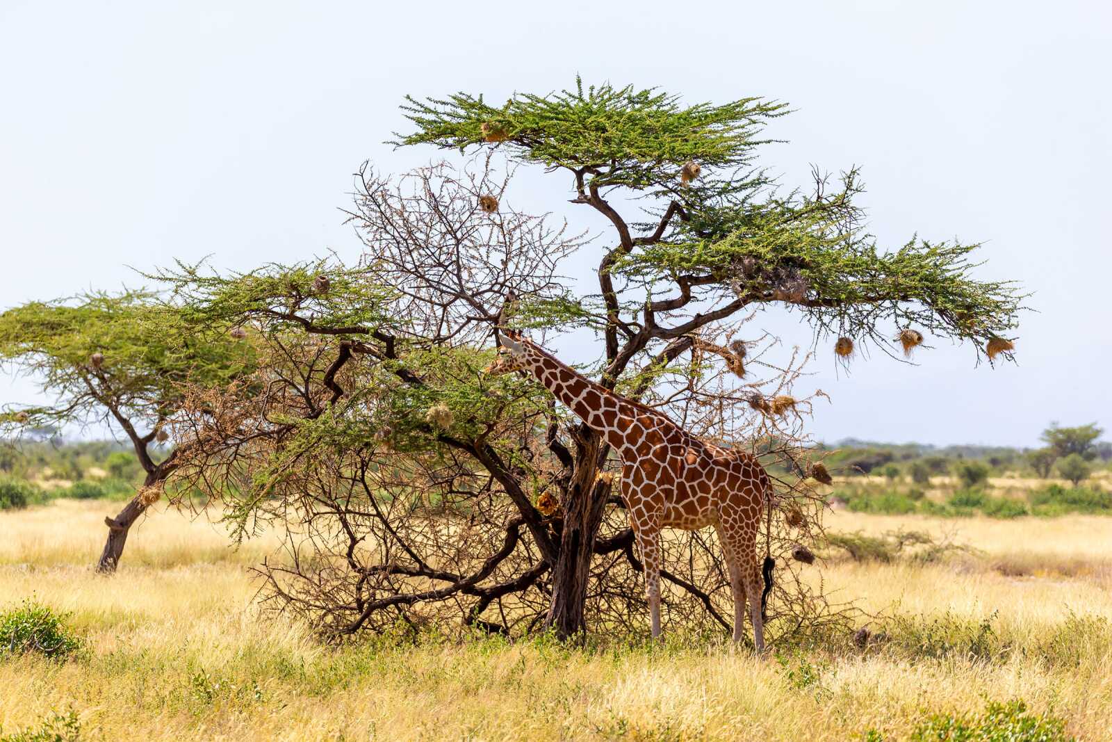 Somalia Wallpapers (25 images) - WallpaperCat