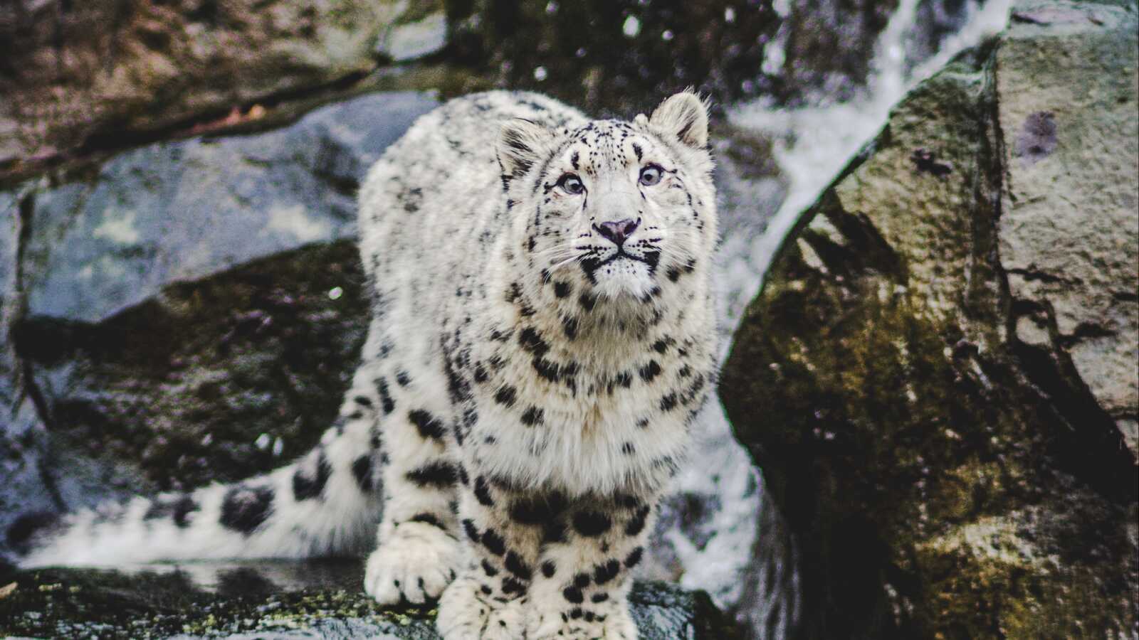 Snow Leopard Wallpapers (76 images) - WallpaperCat