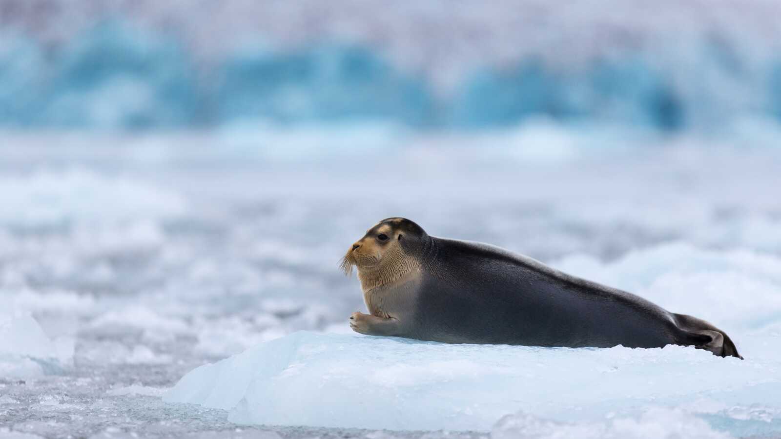Seal Wallpapers (48 images) - WallpaperCat
