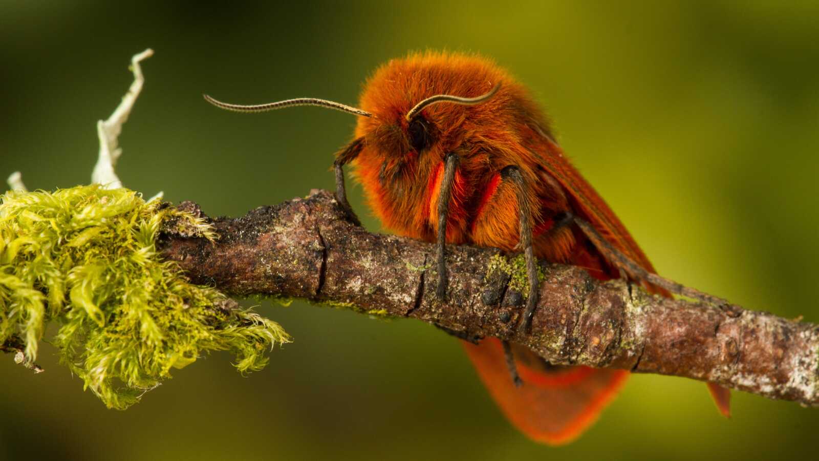 Moth Wallpapers (38 images) - WallpaperCat