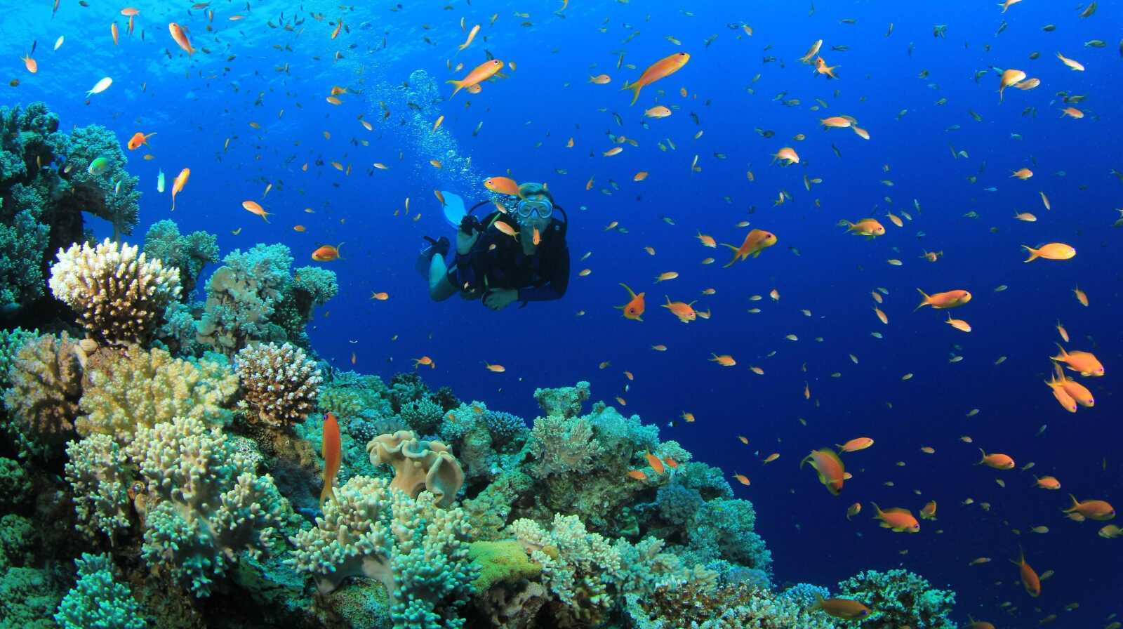 Diving Wallpapers (43 images) - WallpaperCat