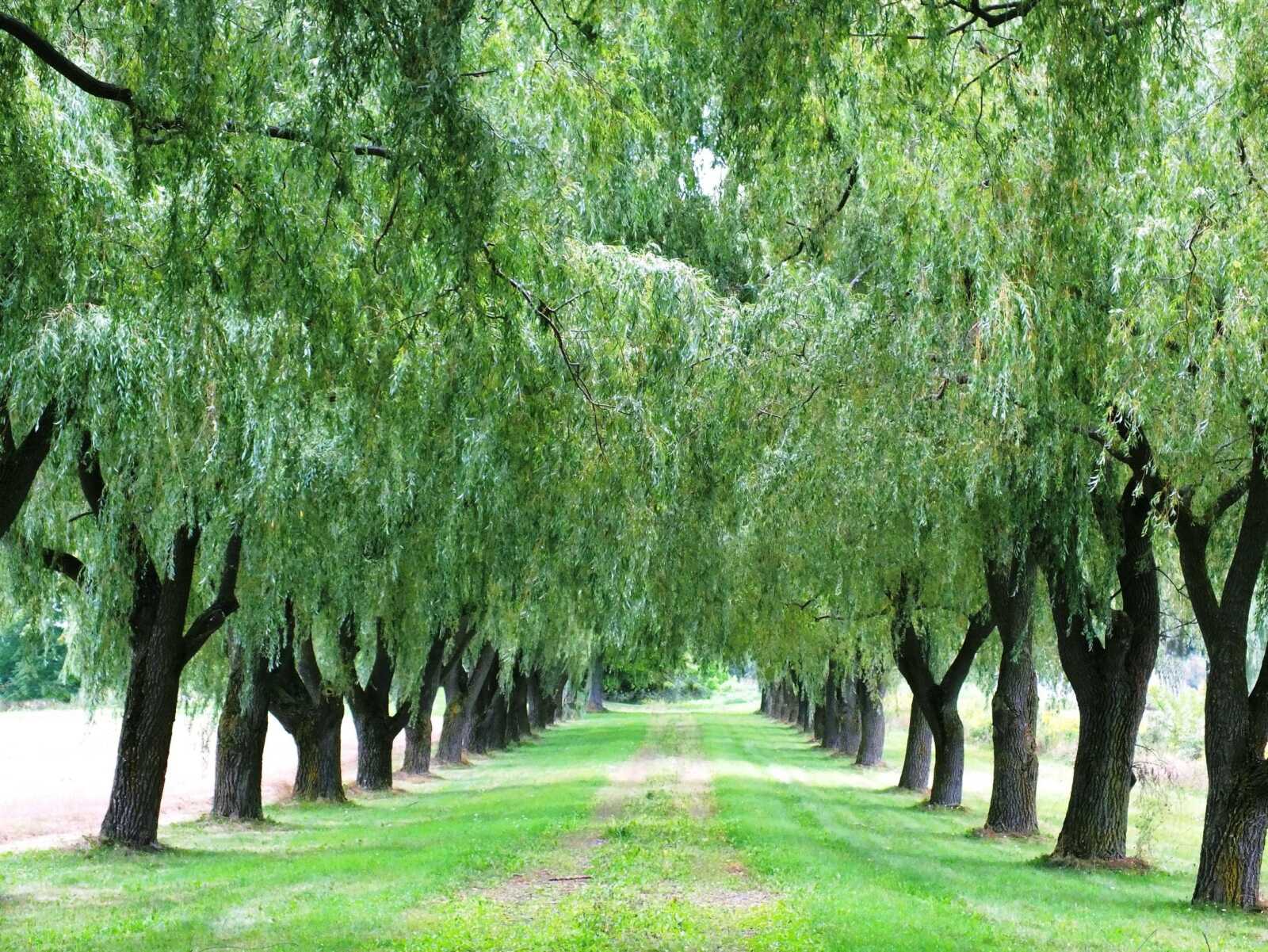 Willow Tree Wallpapers (47 images) - WallpaperCat
