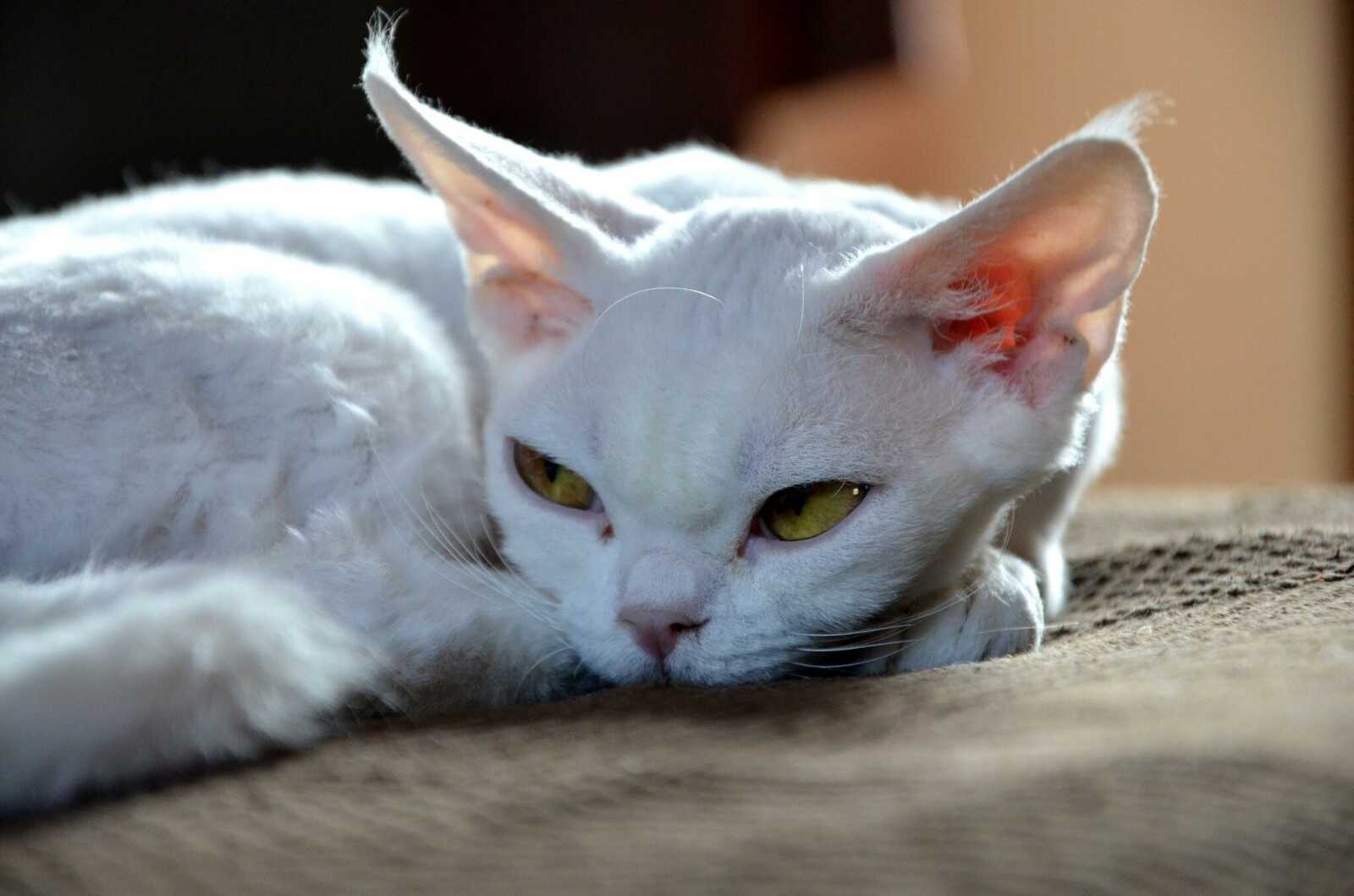 Devon Rex Wallpapers (10 images) - WallpaperCat
