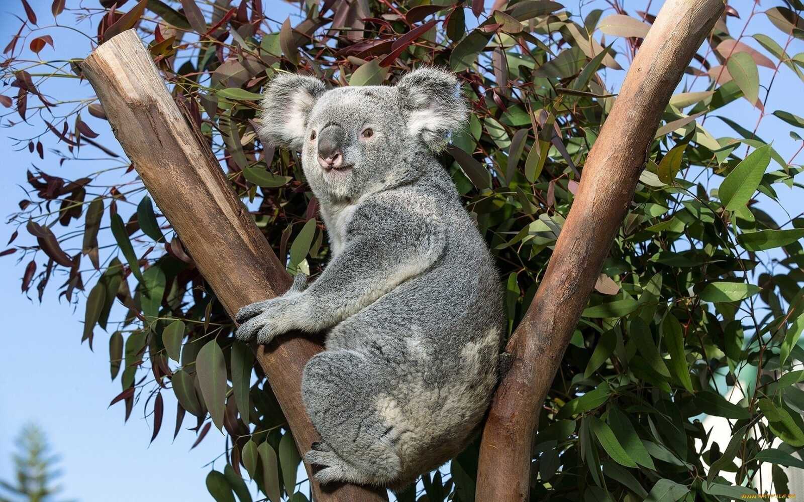 Koala Wallpapers (86 images) - WallpaperCat