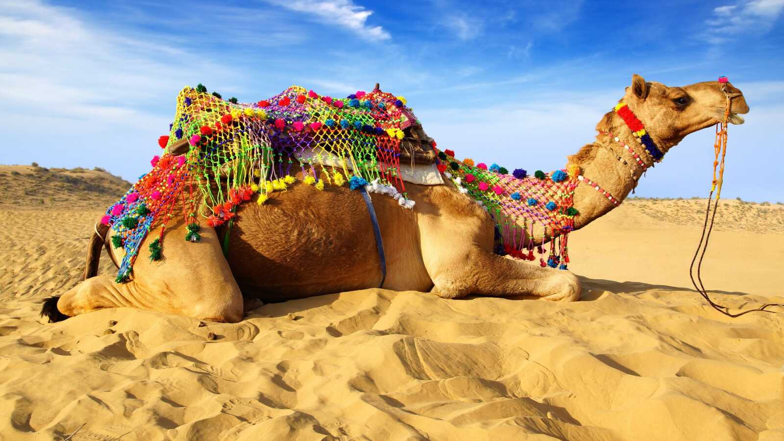 Camel Wallpapers (47 images) - WallpaperCat