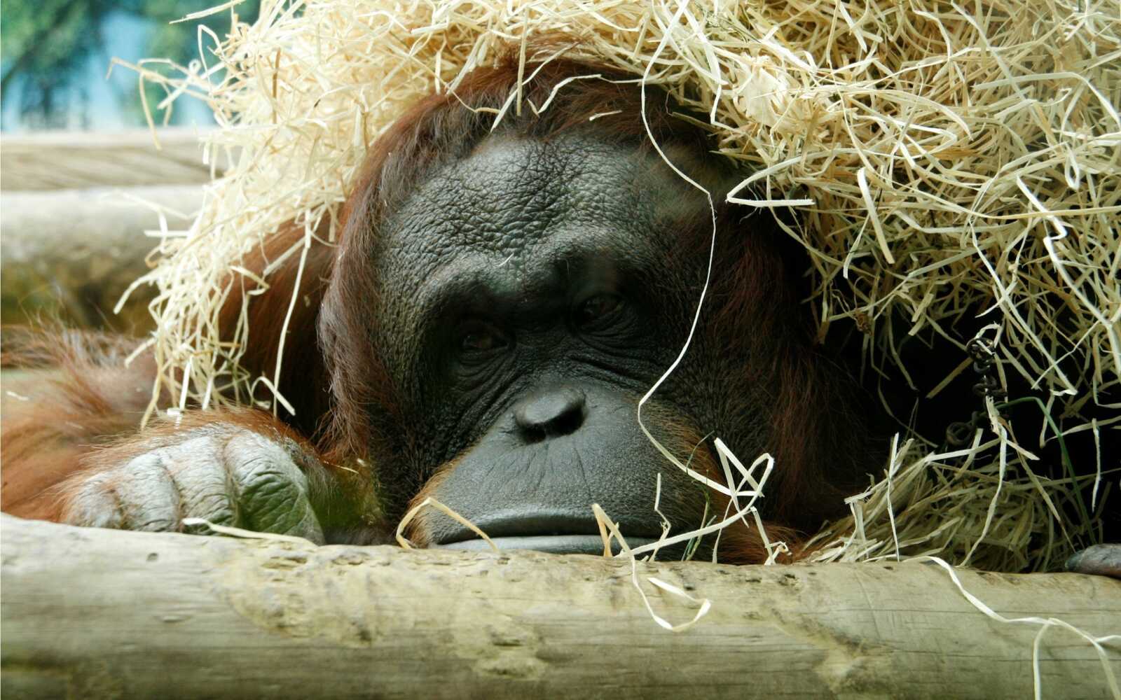 Orangutan Wallpapers (61 images) - WallpaperCat