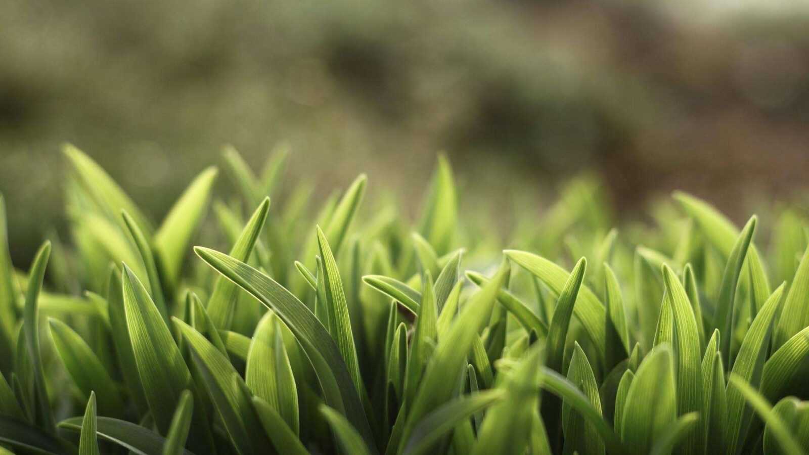 Grass Wallpapers (51 images) - WallpaperCat