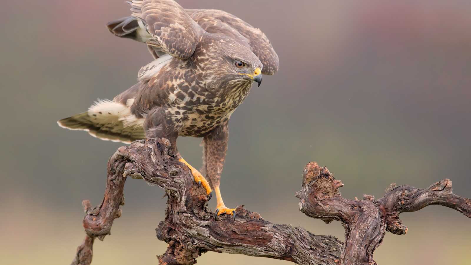 Hawk Wallpapers (46 images) - WallpaperCat