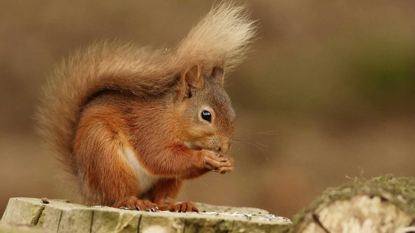 Squirrel Wallpapers (98 images) - WallpaperCat