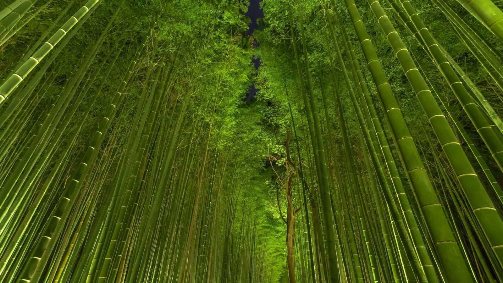 Bamboo Wallpapers (59 images) - WallpaperCat