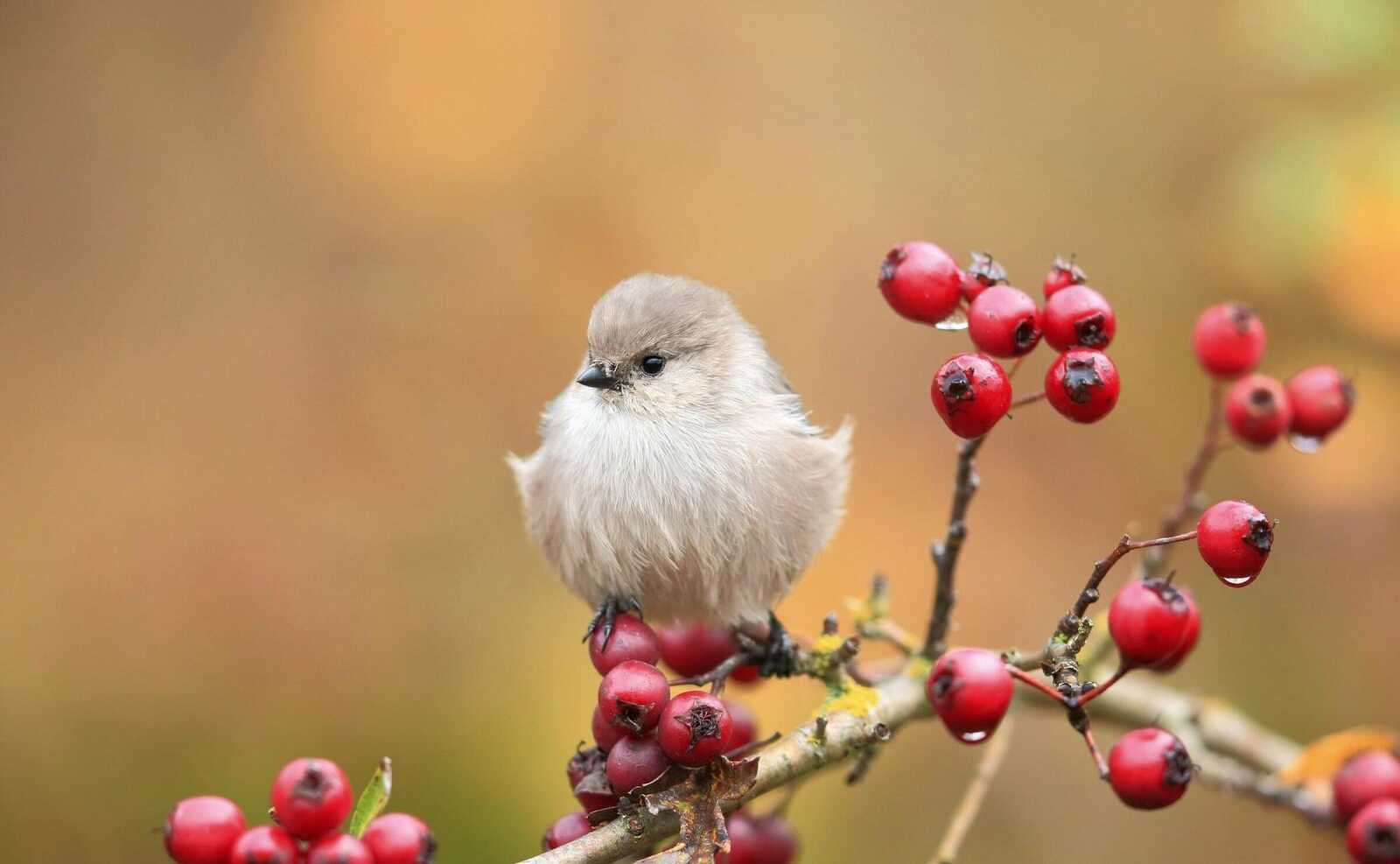 Bird Wallpapers (109 images) - WallpaperCat