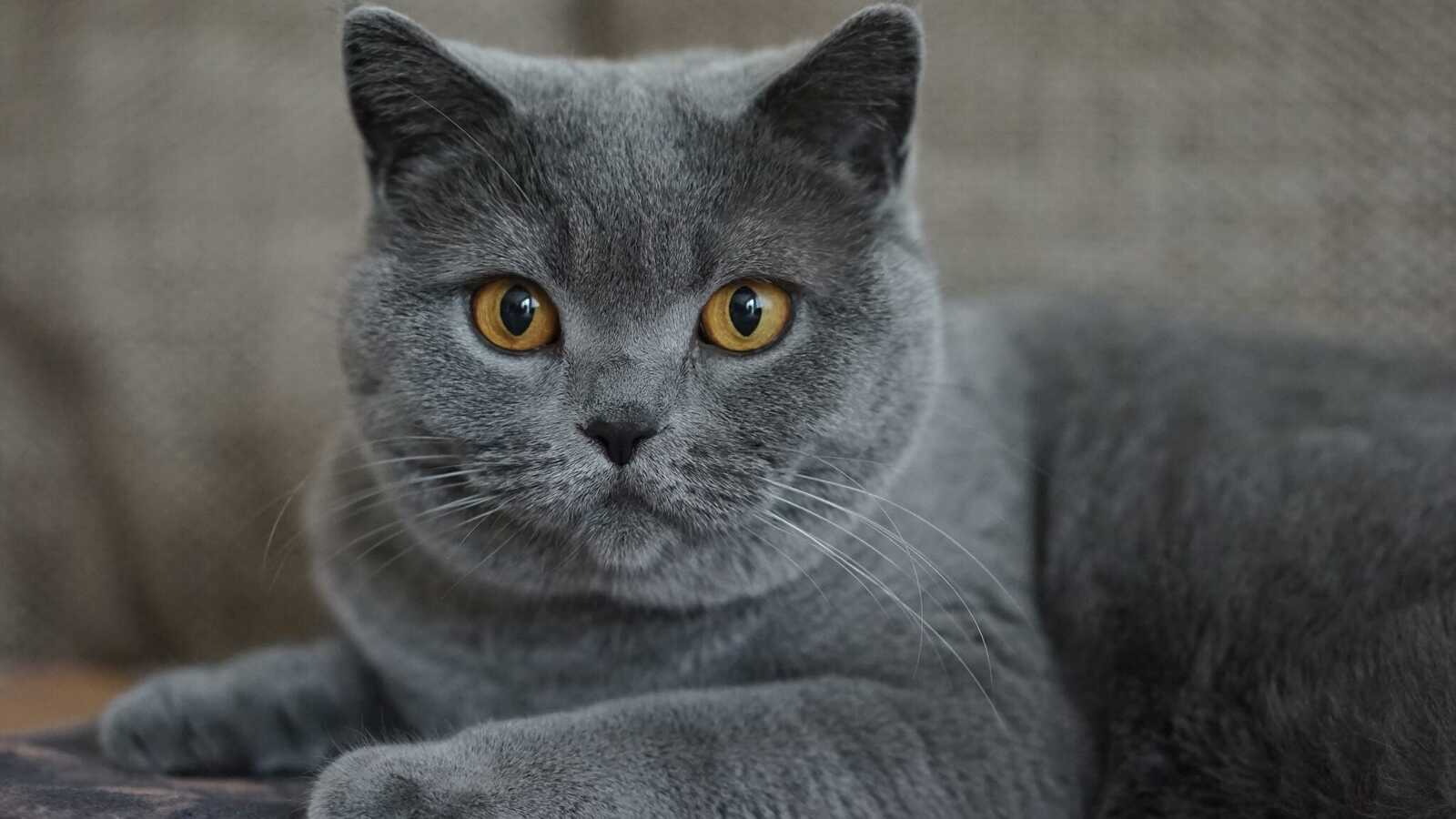 British Cat Wallpapers (36 images) - WallpaperCat