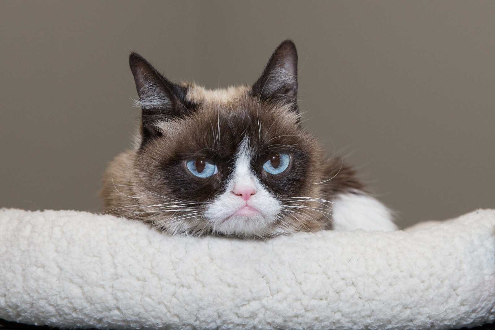 Grumpy Cat Wallpapers (23 images) - WallpaperCat