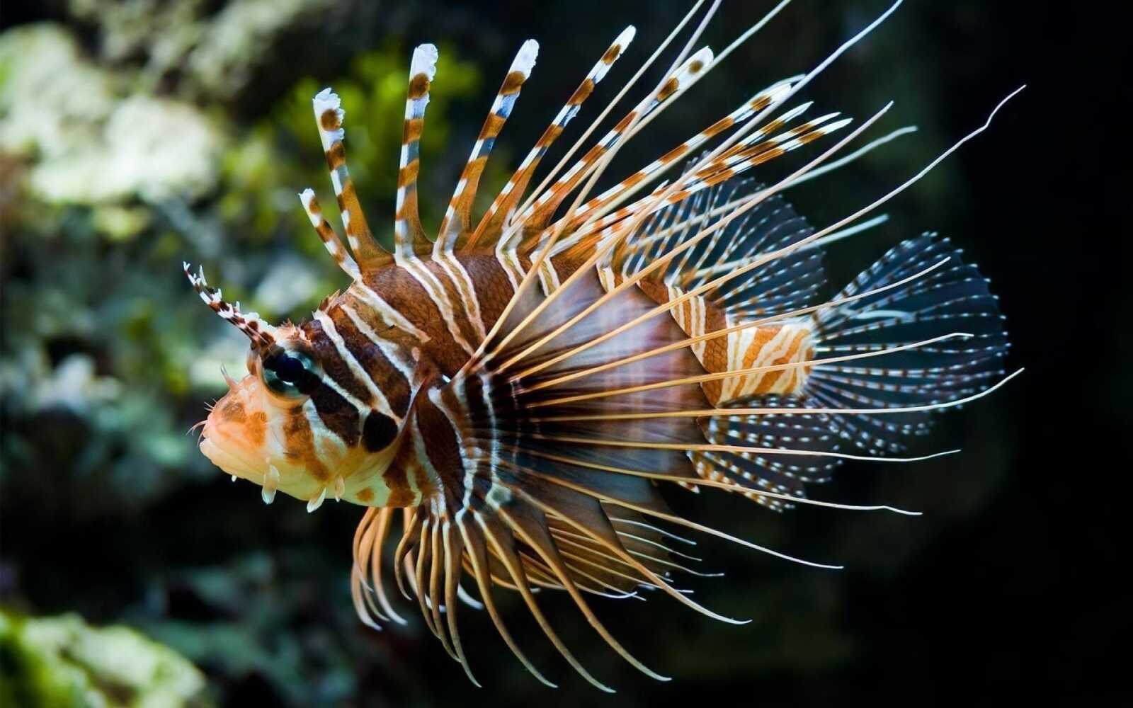 Oceanarium Wallpapers (33 images) - WallpaperCat