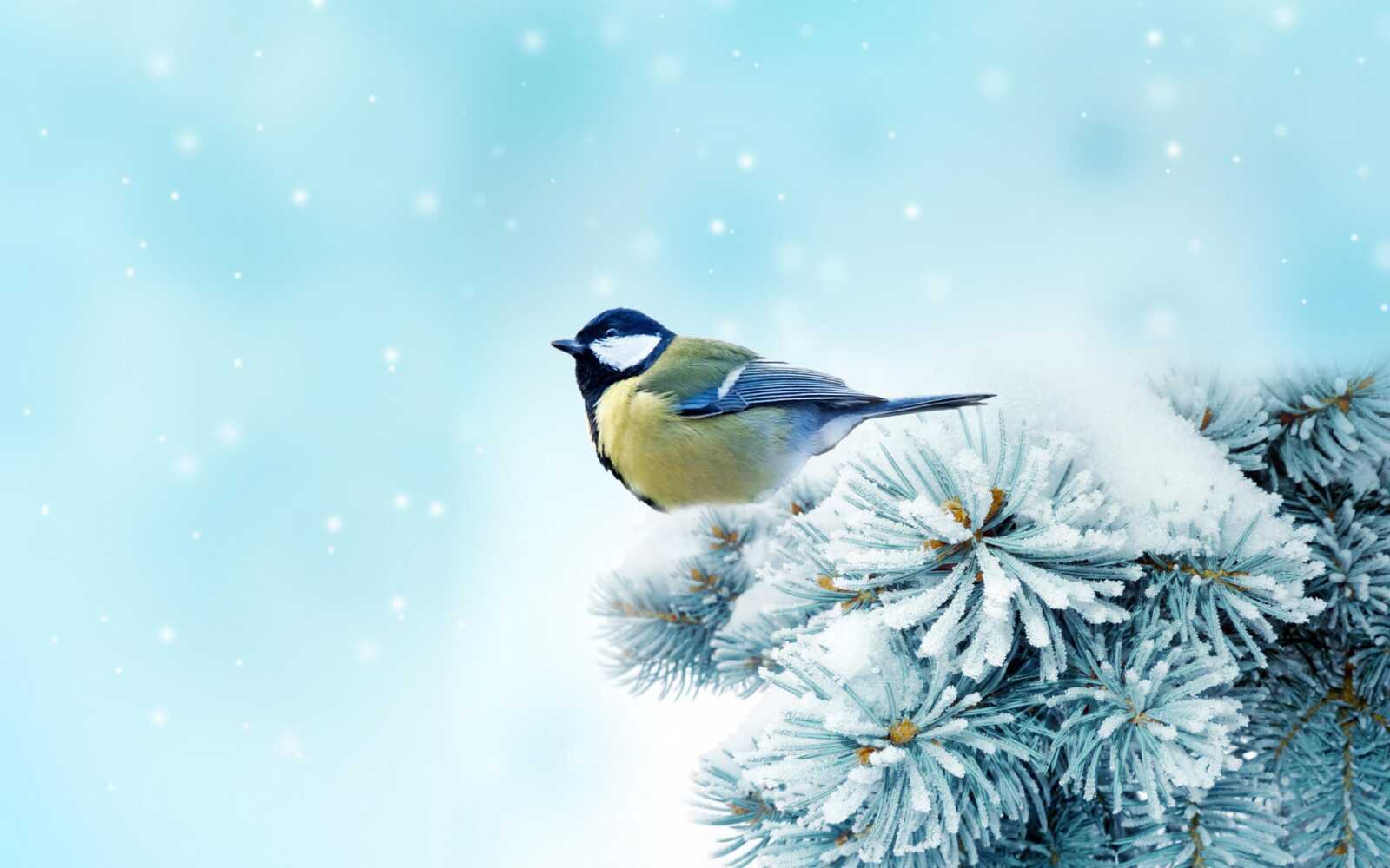 Bird Wallpapers (109 images) - WallpaperCat