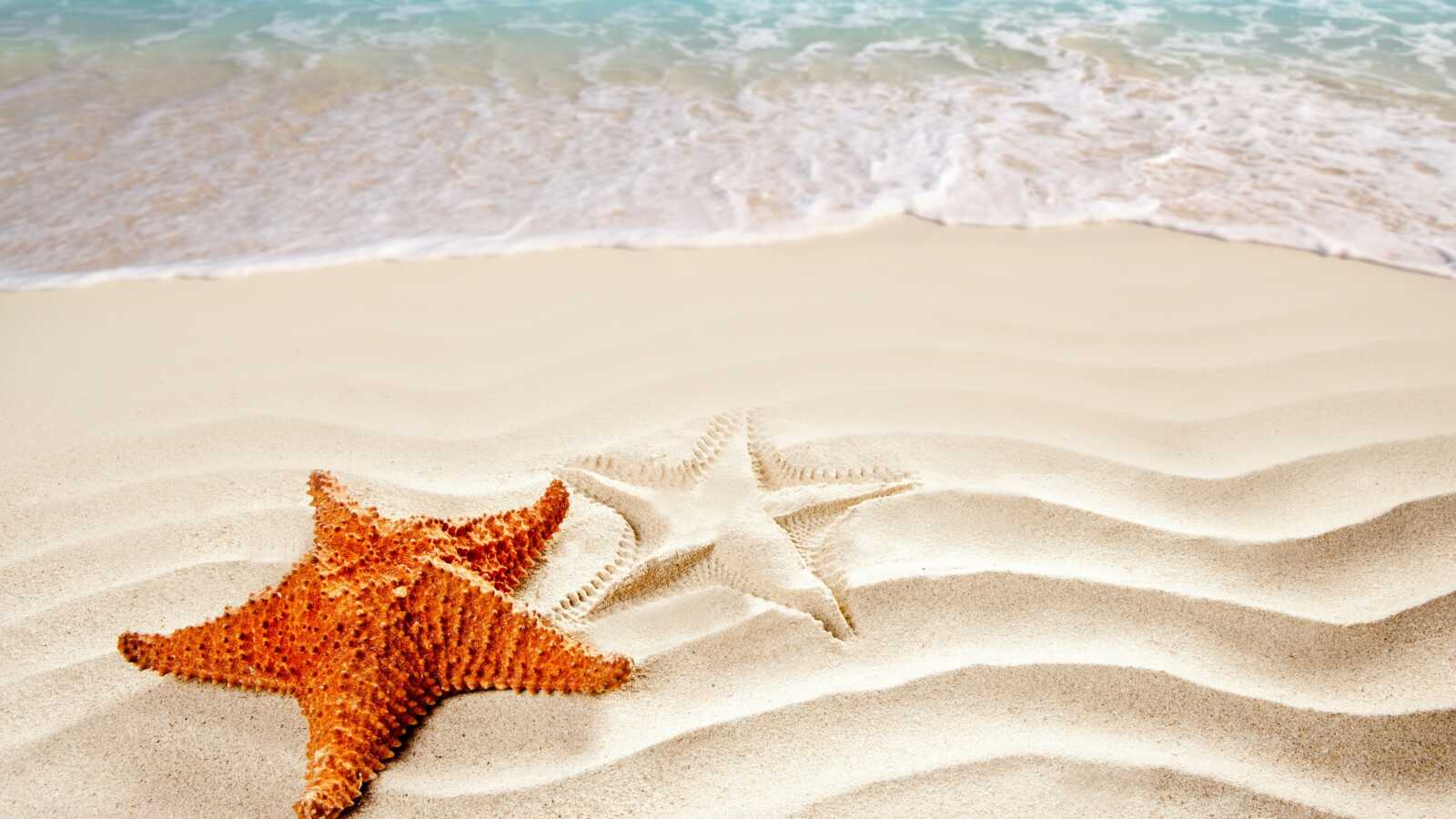 Starfish Wallpapers (62 images) - WallpaperCat