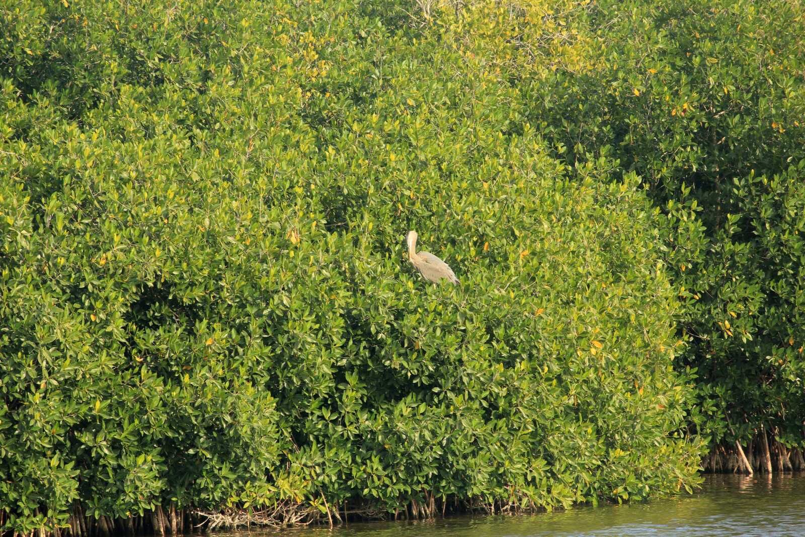 Everglades National Park Wallpapers (51 images) - WallpaperCat