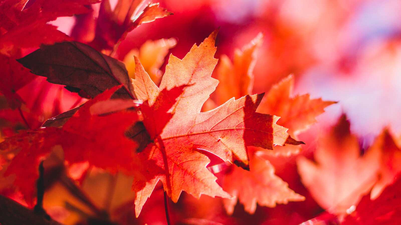 Maple Leaf Wallpapers (112 images) - WallpaperCat