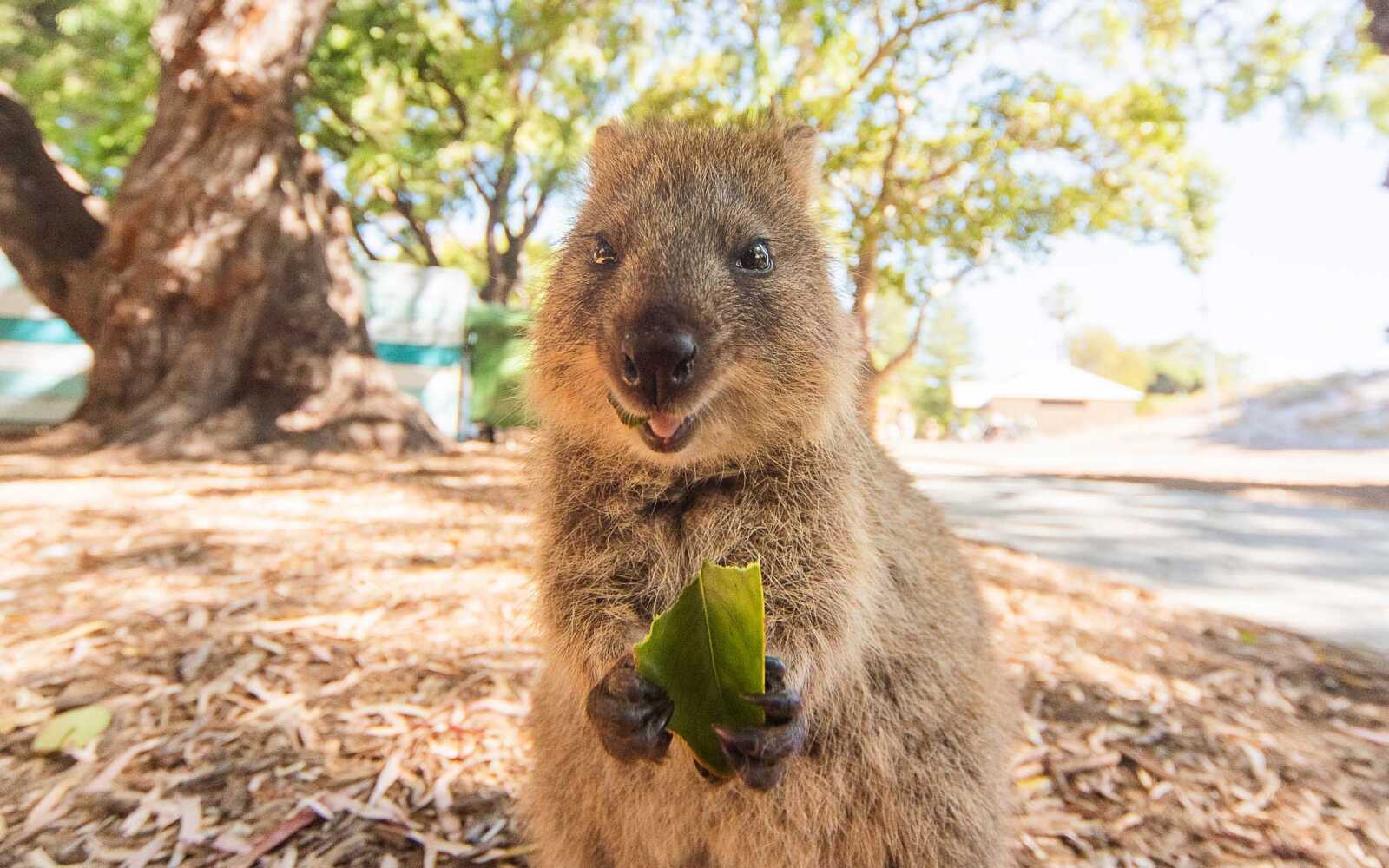 Quokka Wallpapers (29 images) - WallpaperCat