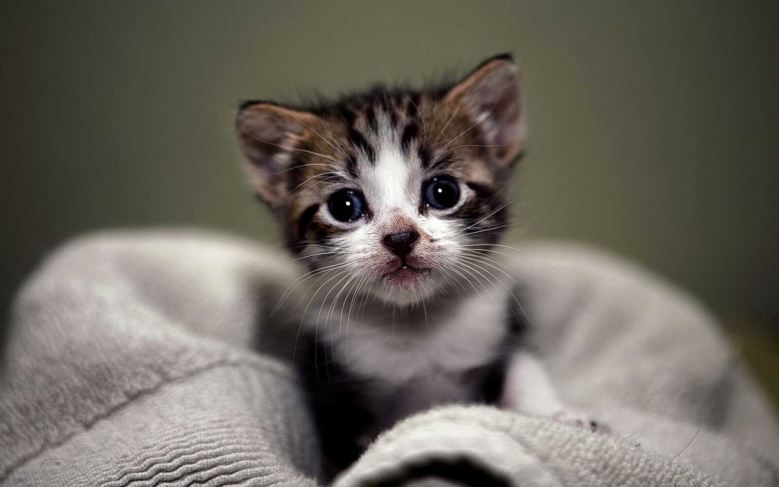 Kitten Wallpapers (115 images) - WallpaperCat