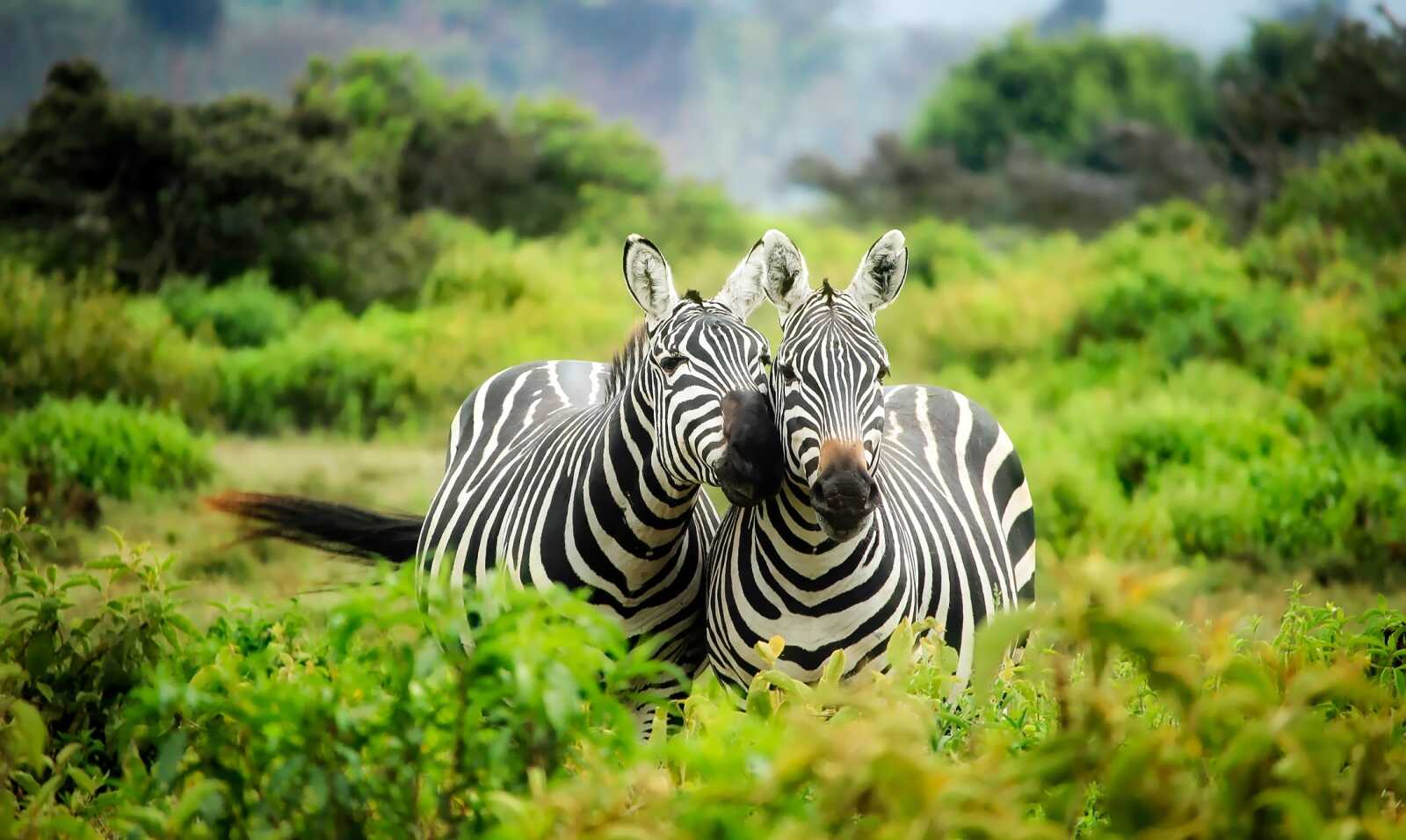 Zebra Wallpapers (48 images) - WallpaperCat