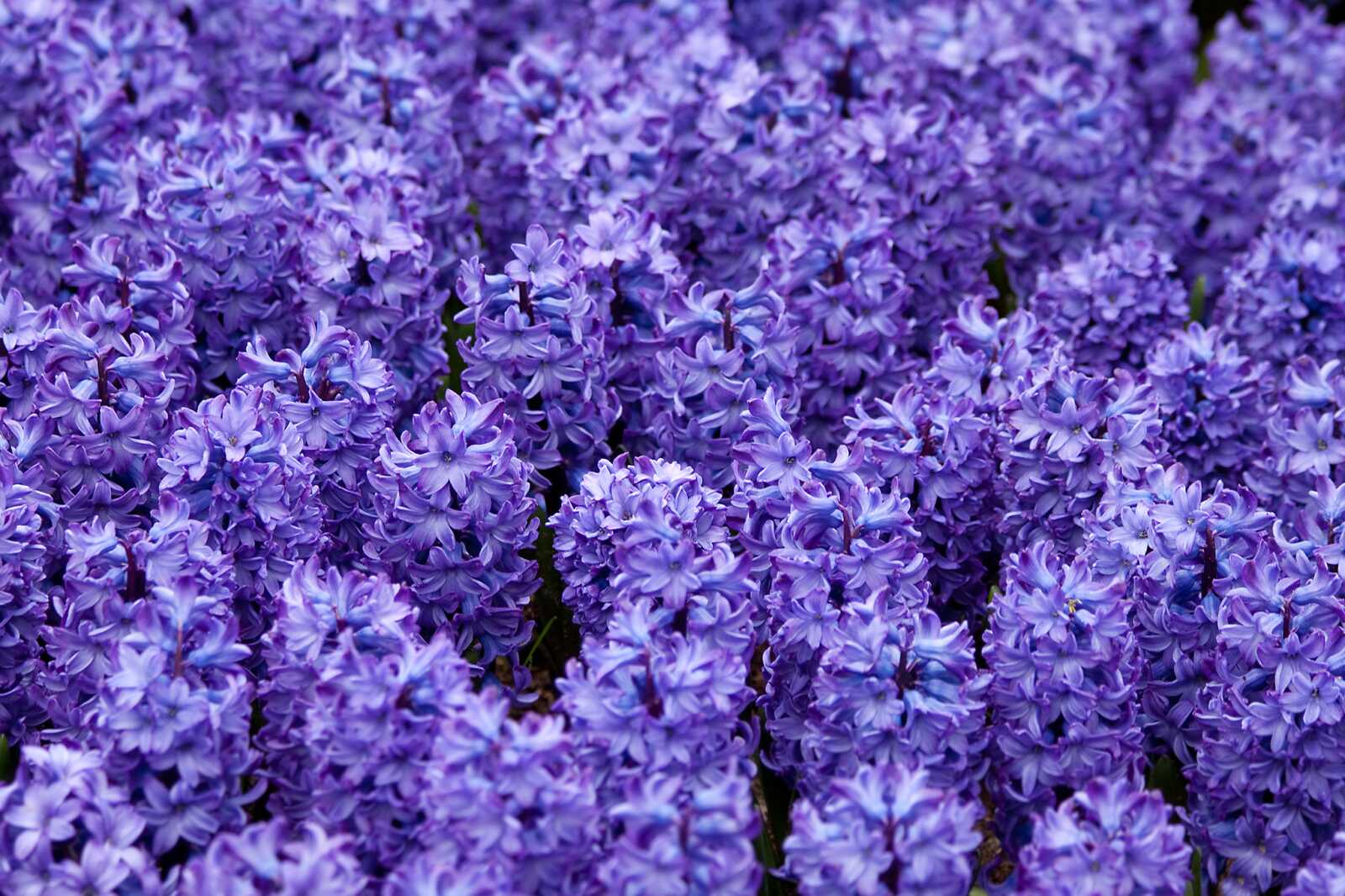 Hyacinth Wallpapers (32 images) - WallpaperCat