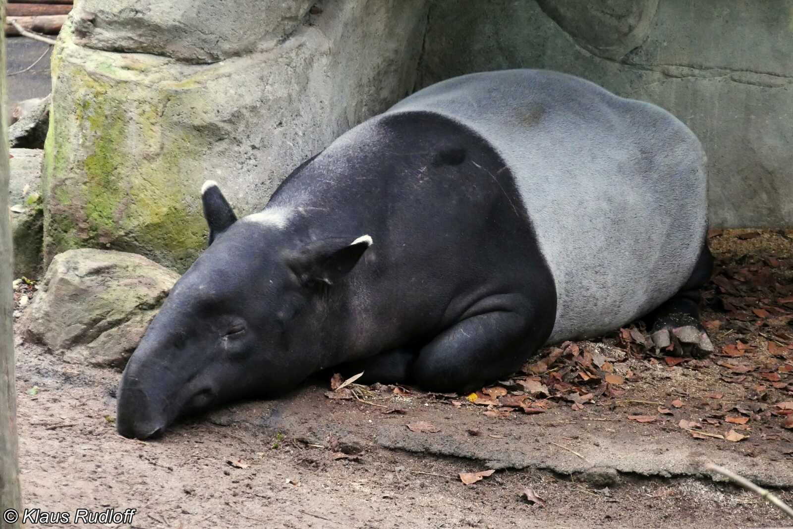 Tapir Wallpapers (35 images) - WallpaperCat