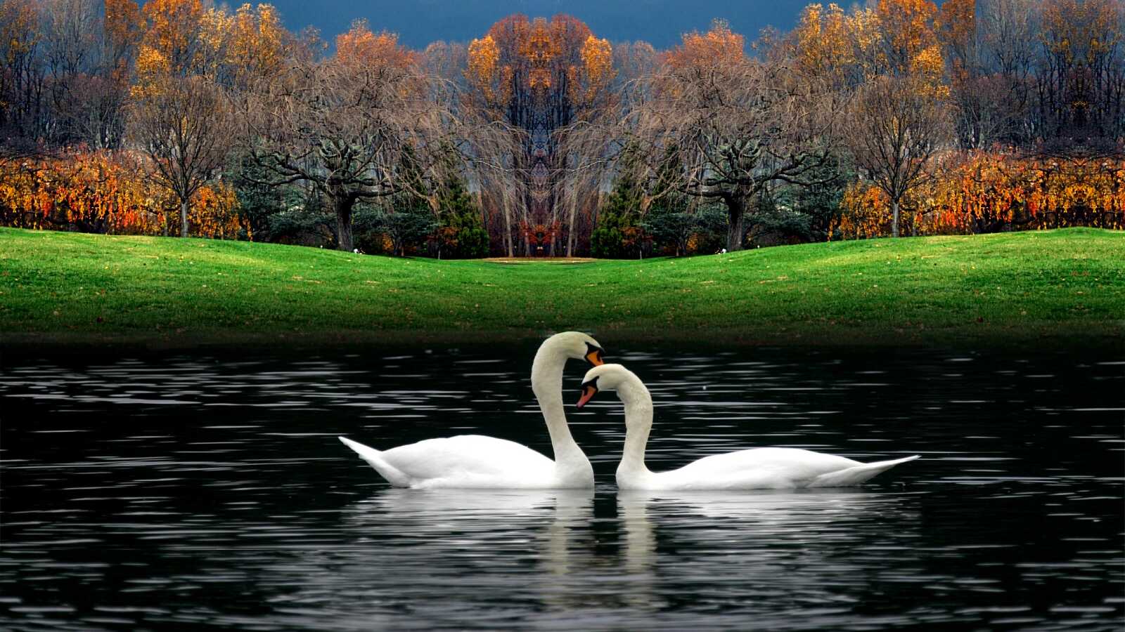 Swan Wallpapers (52 images) - WallpaperCat