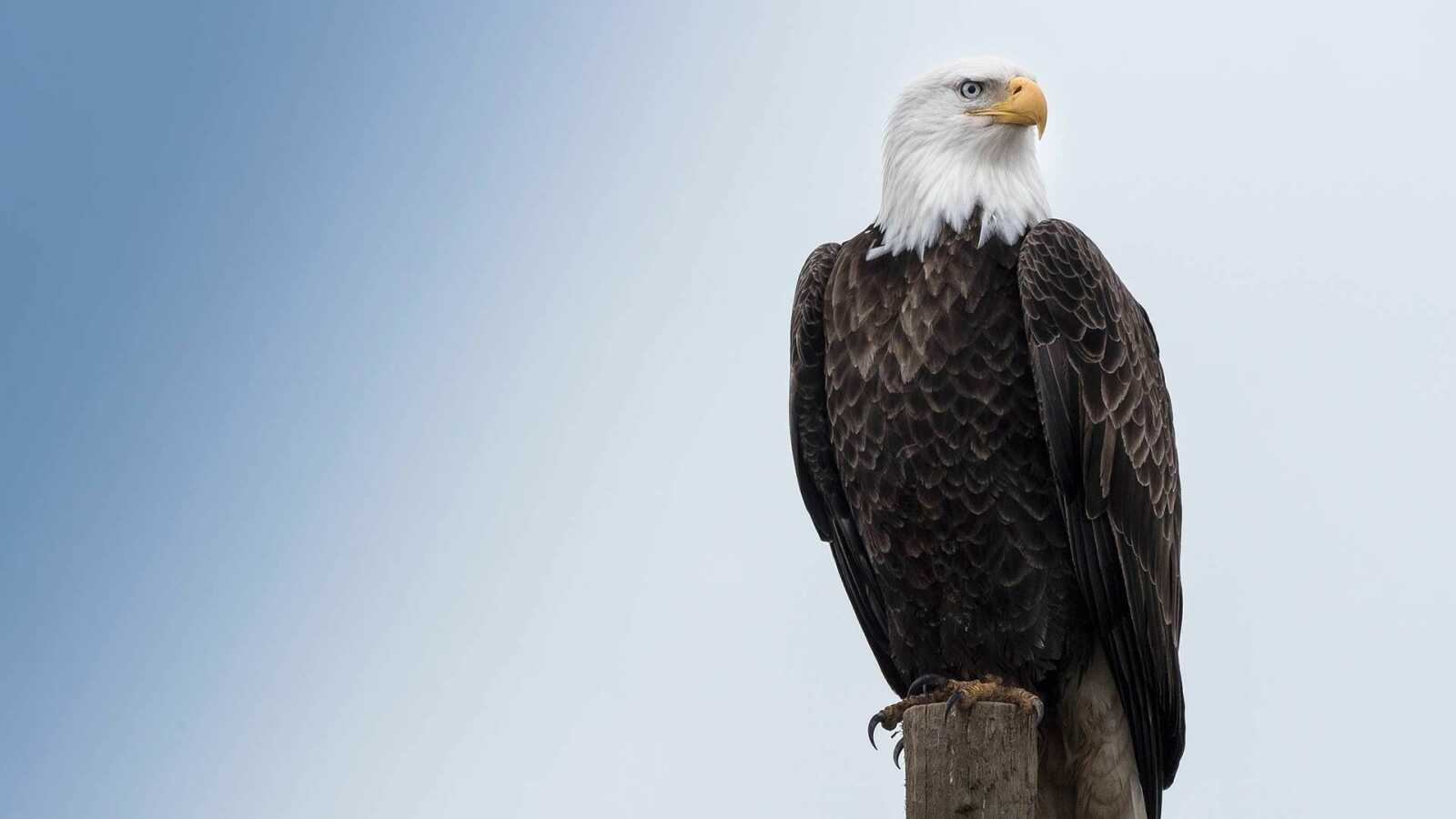 Eagle Wallpapers (47 images) - WallpaperCat