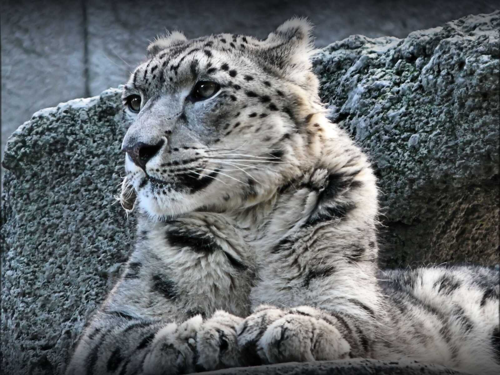Snow Leopard Wallpapers (76 images) - WallpaperCat