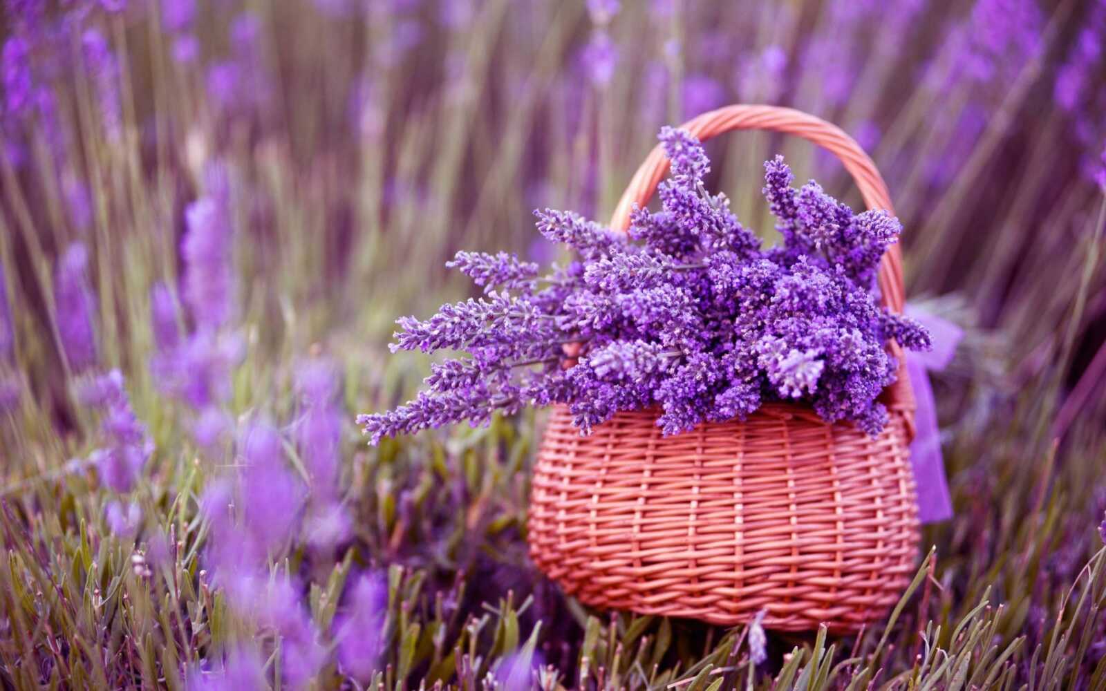 Lavender Wallpapers (97 images) - WallpaperCat