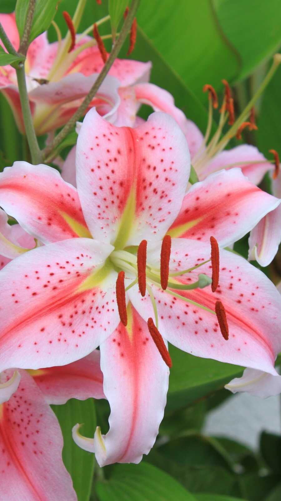 Lily Wallpapers (52 images) - WallpaperCat