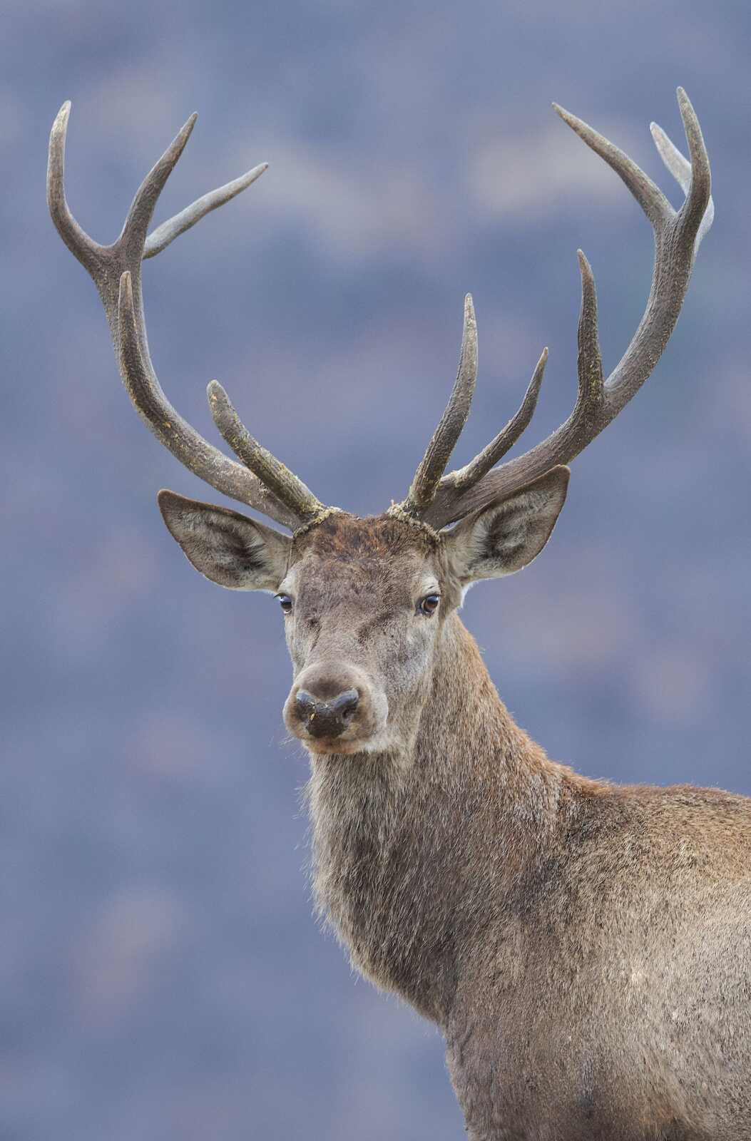 Deer Wallpapers (56 images) - WallpaperCat