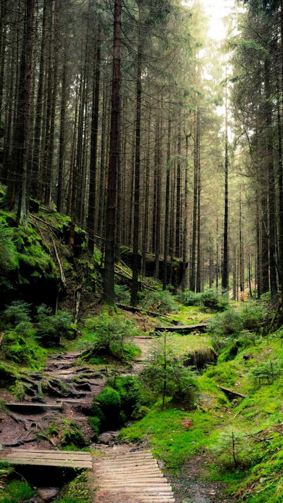 Forest Wallpapers (49 images) - WallpaperCat
