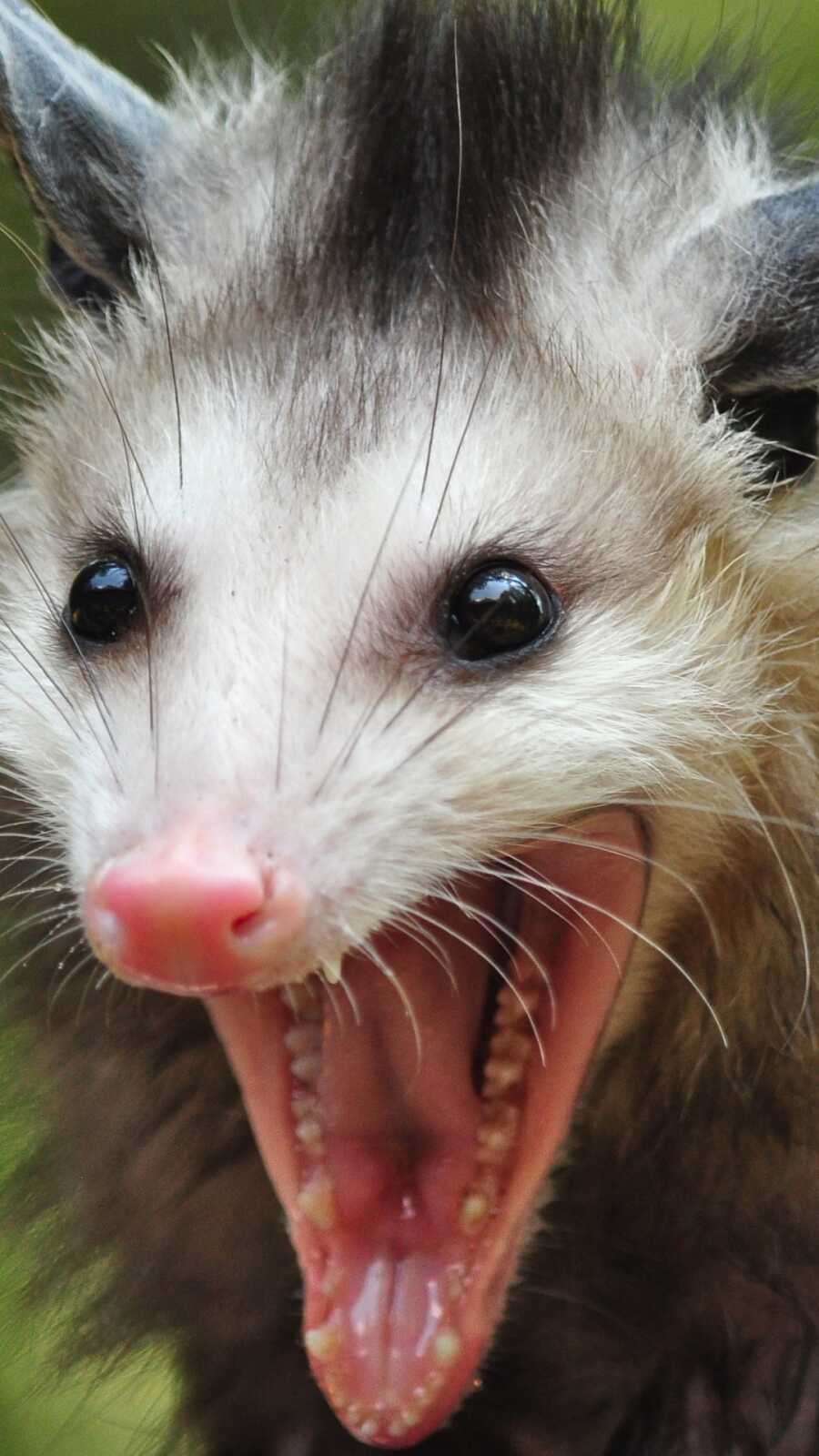 Opossum Wallpapers (38 images) - WallpaperCat