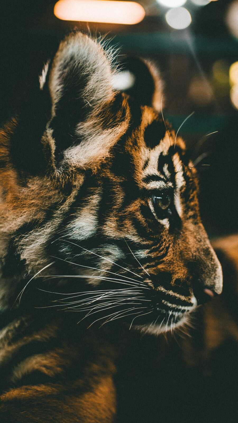 Tiger Wallpapers (86 images) - WallpaperCat