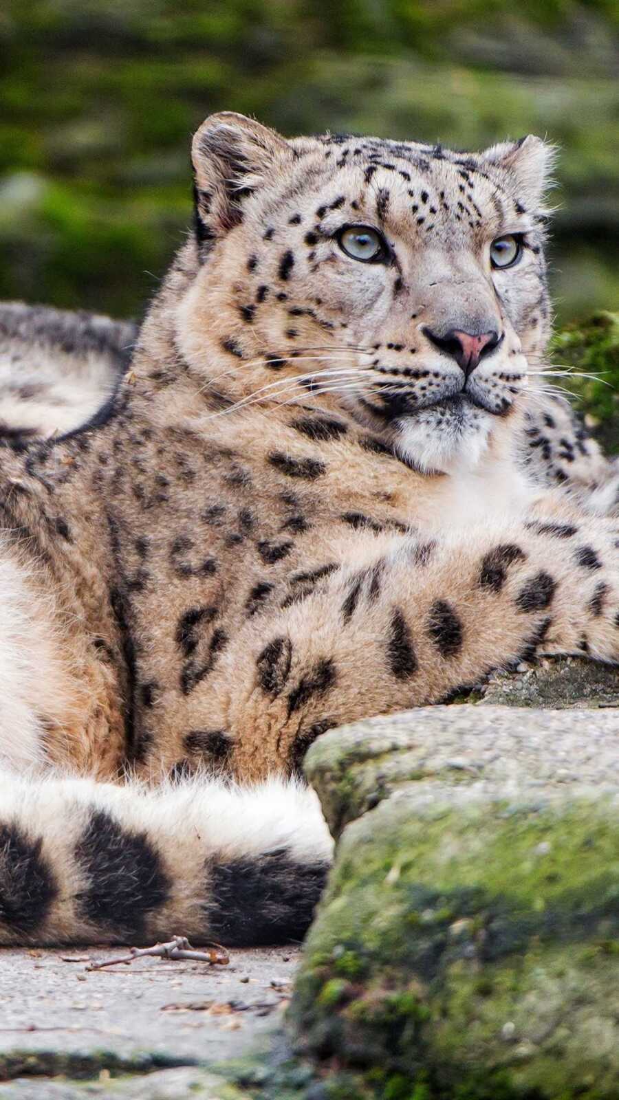Snow Leopard Wallpapers (76 images) - WallpaperCat