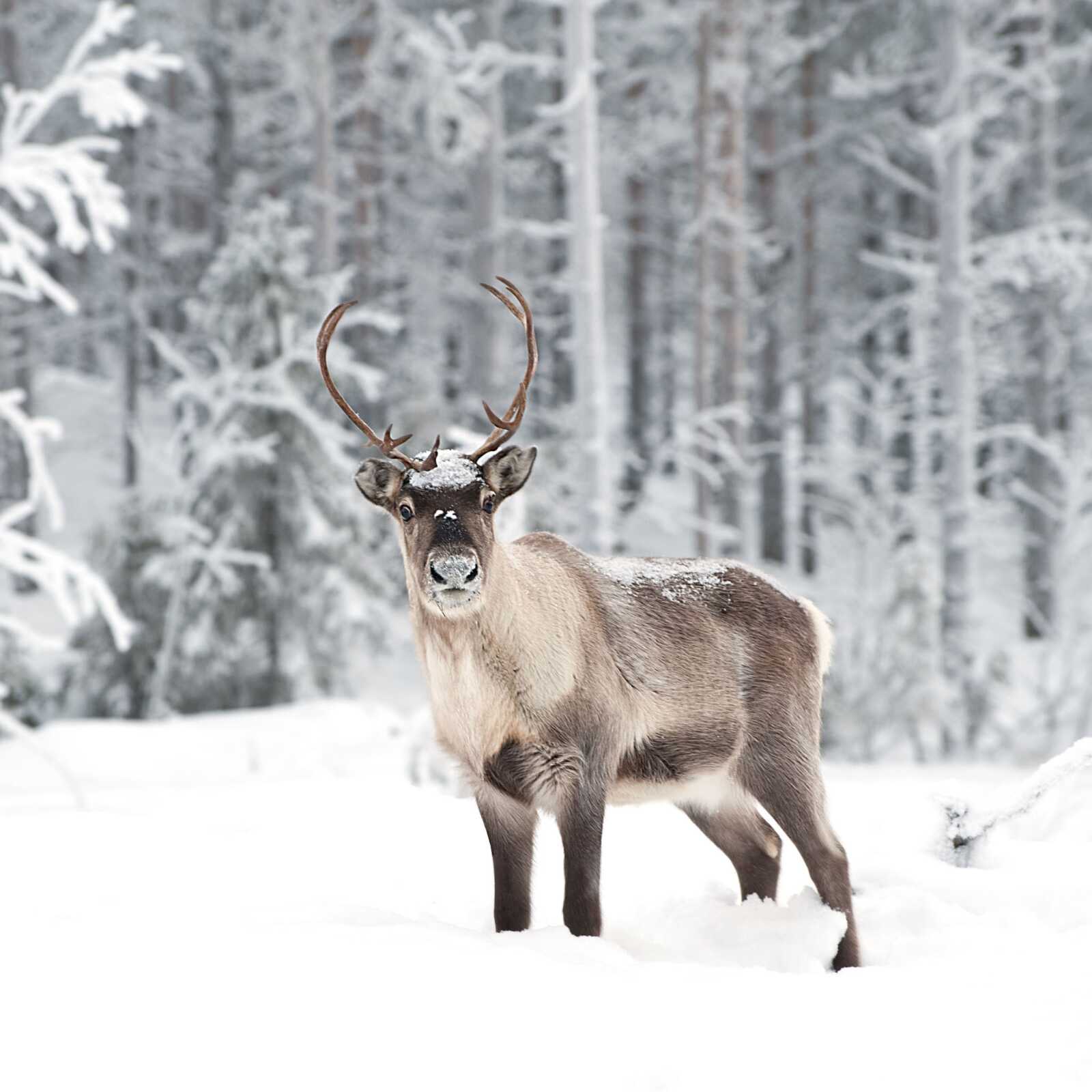 Caribou Wallpapers (44 images) - WallpaperCat