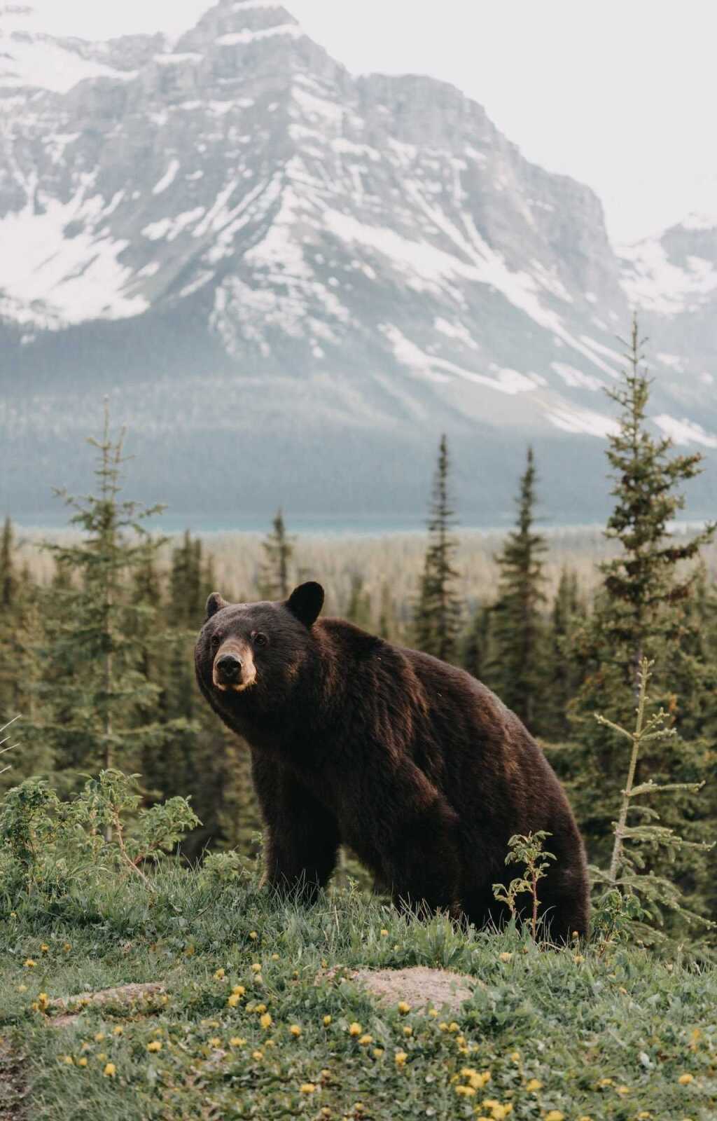 Grizzly Bear Wallpapers (53 images) - WallpaperCat
